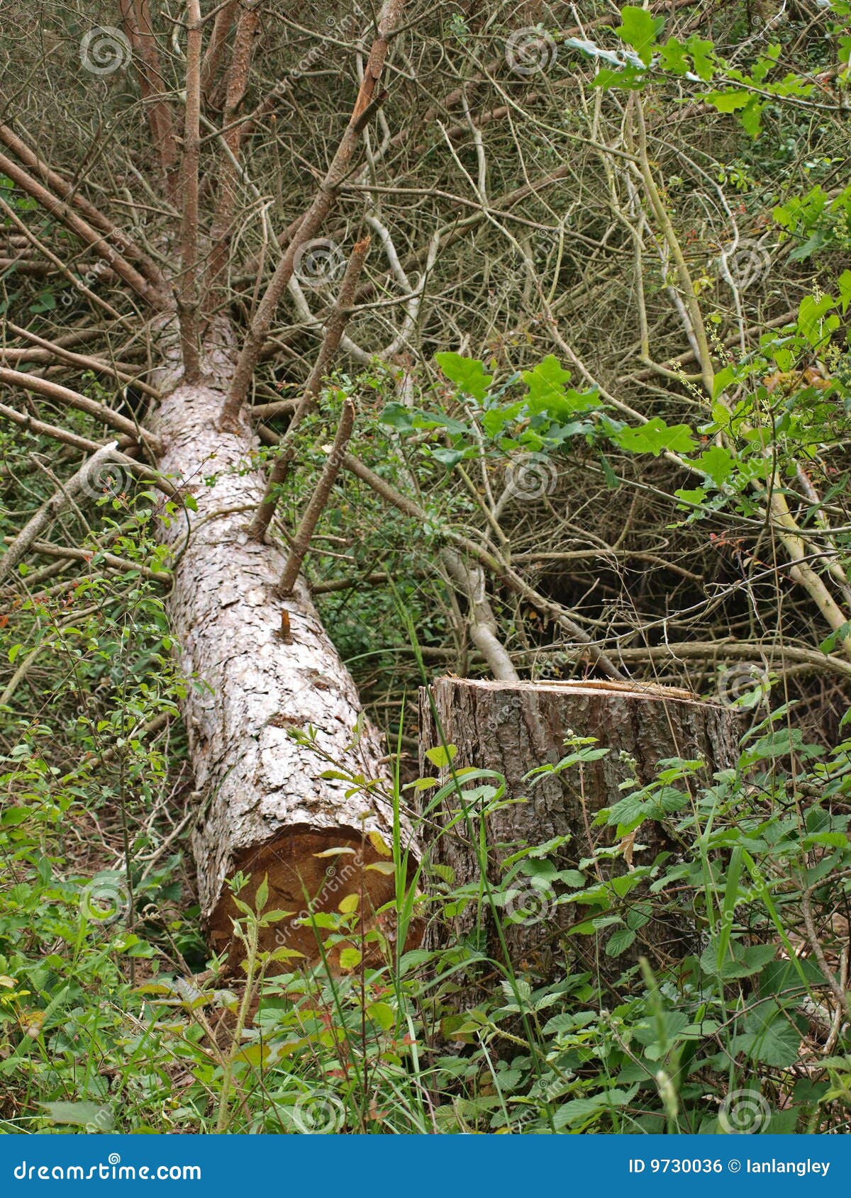 Chopped down tree. stock photo. Image of grain, pile, chop - 9730036