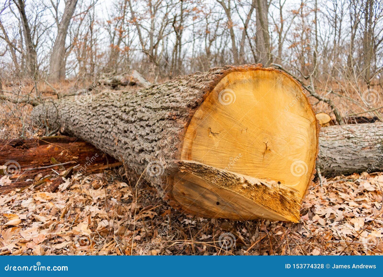 Chopped Down Tree Close Up in a Forest during Winter Stock Photo ...