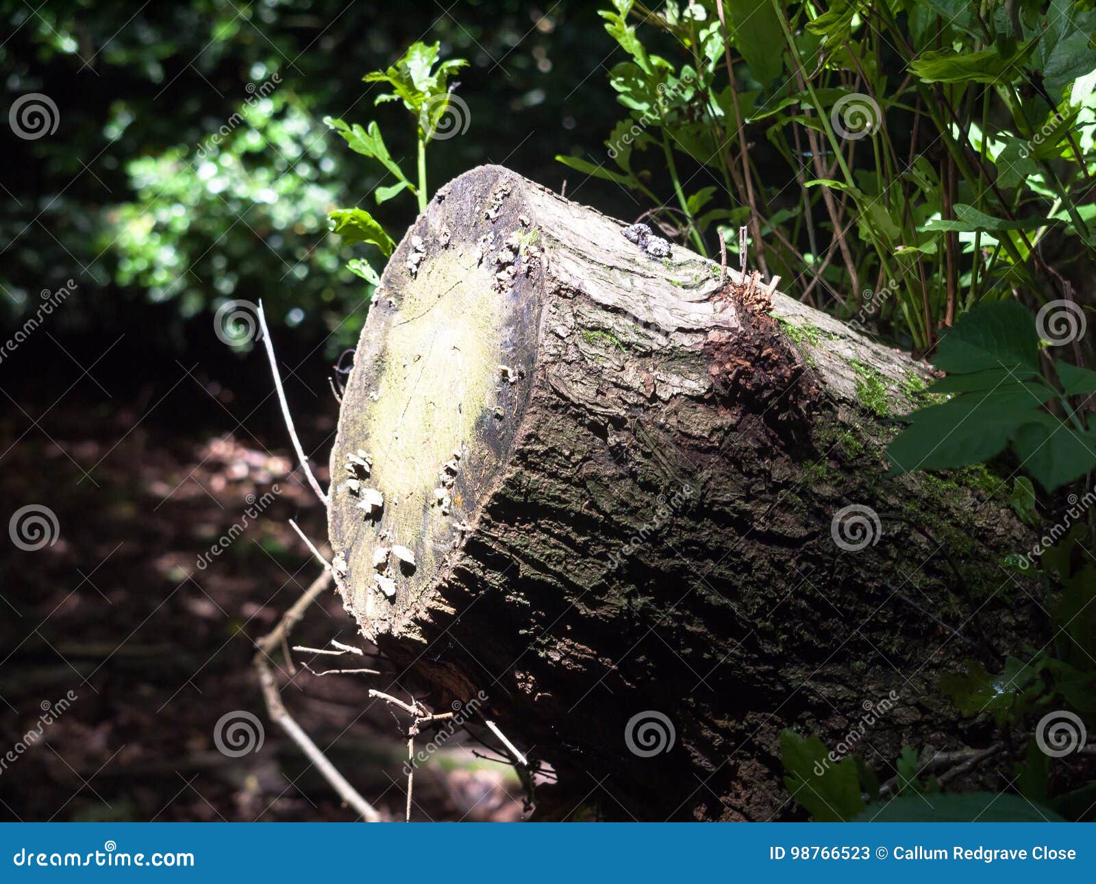 Chopped Down Tree Stump in Light in Forest Stock Image - Image of brown ...
