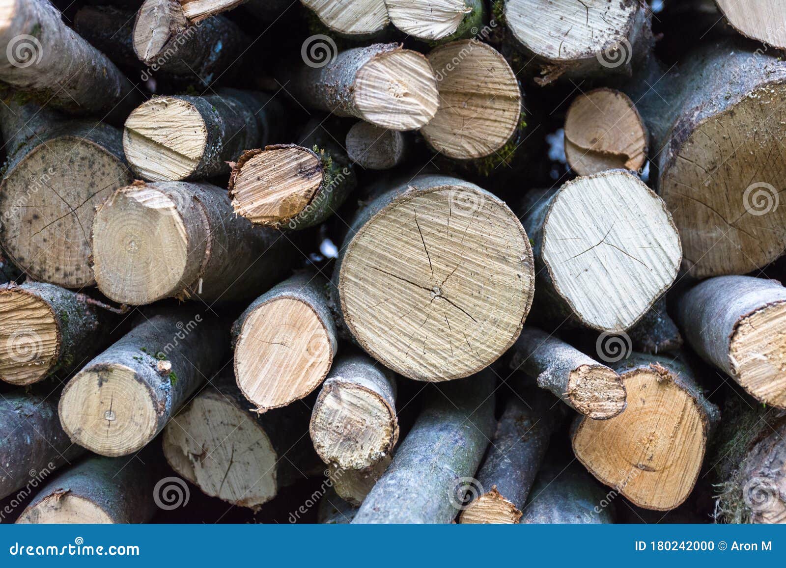 Chopped Down Tree Trunks Stacked in a Storage Yard Stock Photo - Image ...