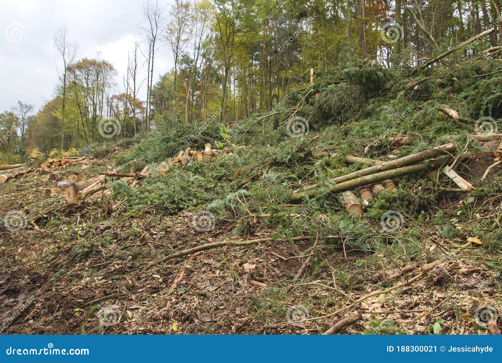 Chopped Down Trees in a Forest Stock Image - Image of pile, earth ...