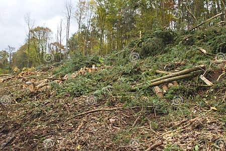 Chopped Down Trees in a Forest Stock Image - Image of pile, earth ...
