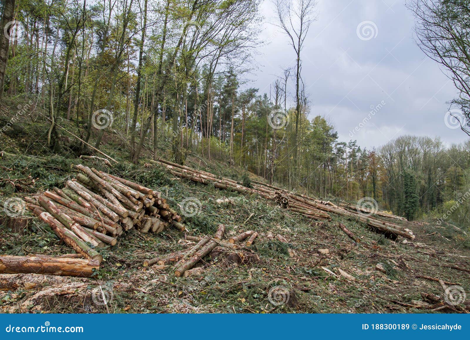 Chopped Down Trees in a Forest Stock Image - Image of lumber, chop ...
