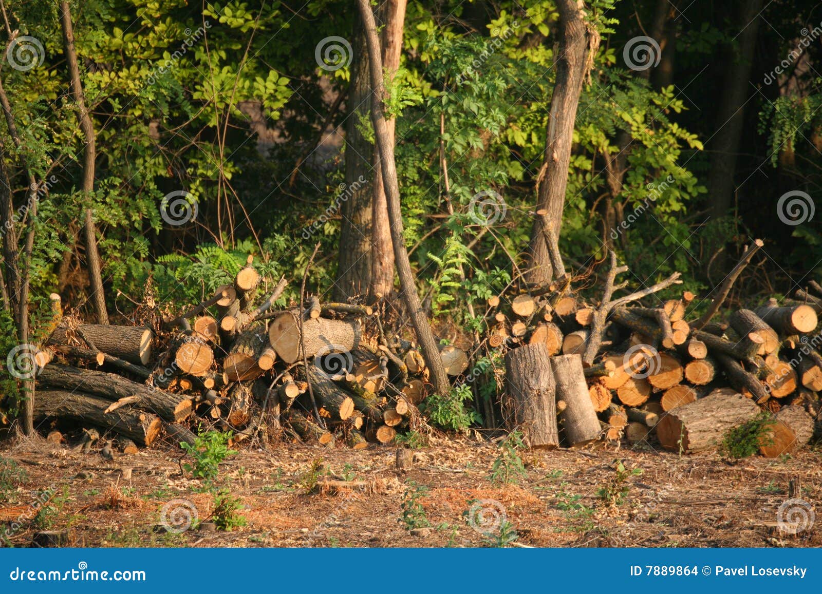 Chopped Firewood Stacked Between Two Trees Royalty-Free Stock Photo ...