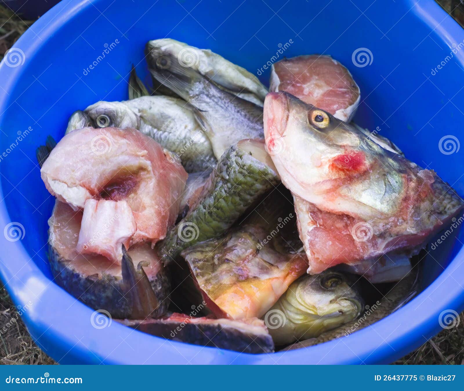 Chopped fish stock image. Image of protein, fillet, fresh - 26437775