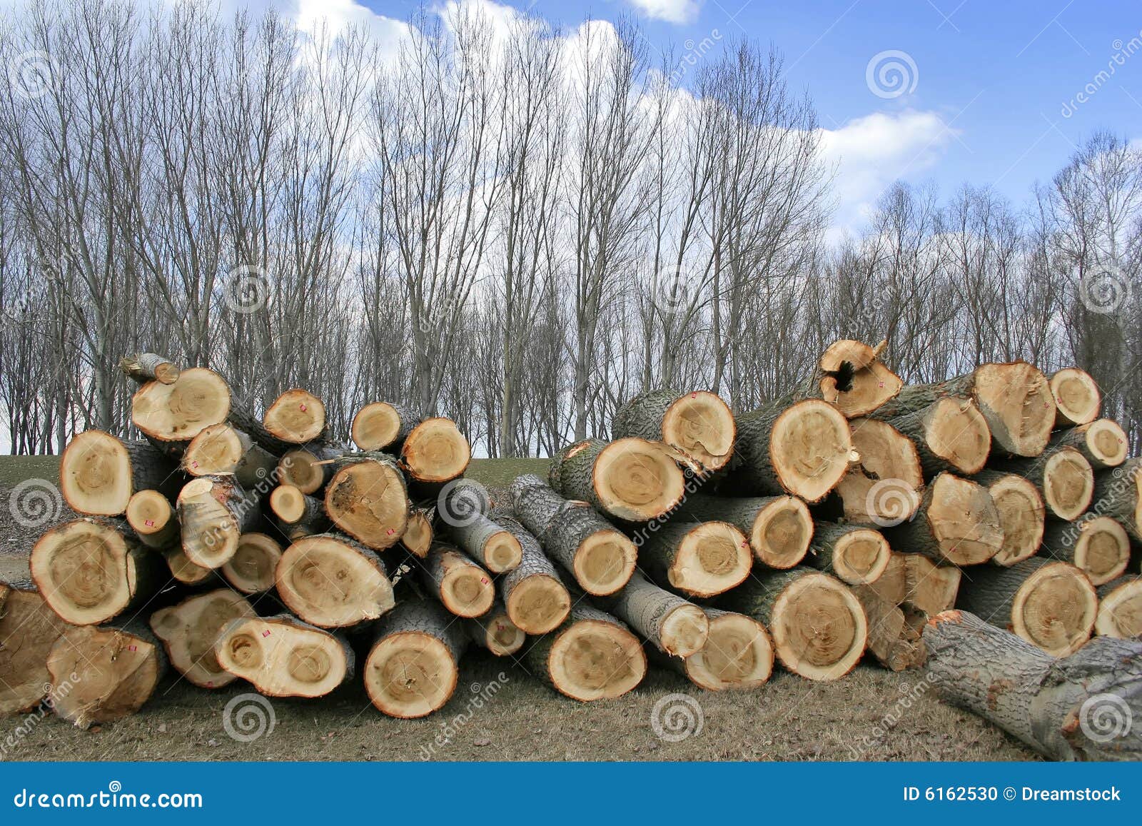 Chopped forest stock photo. Image of resources, environment - 6162530