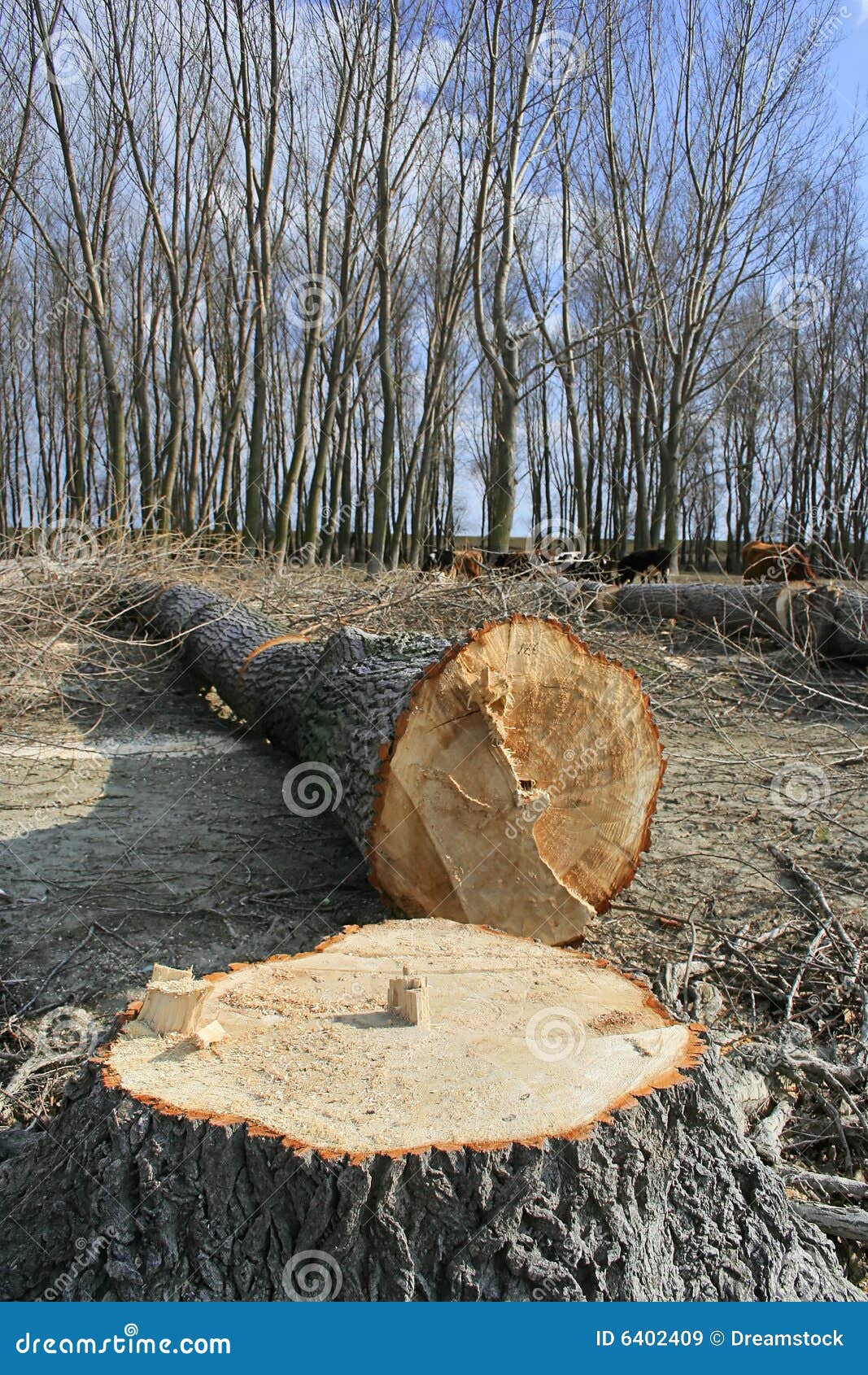 Chopped forest stock image. Image of close, cellulose - 6402409