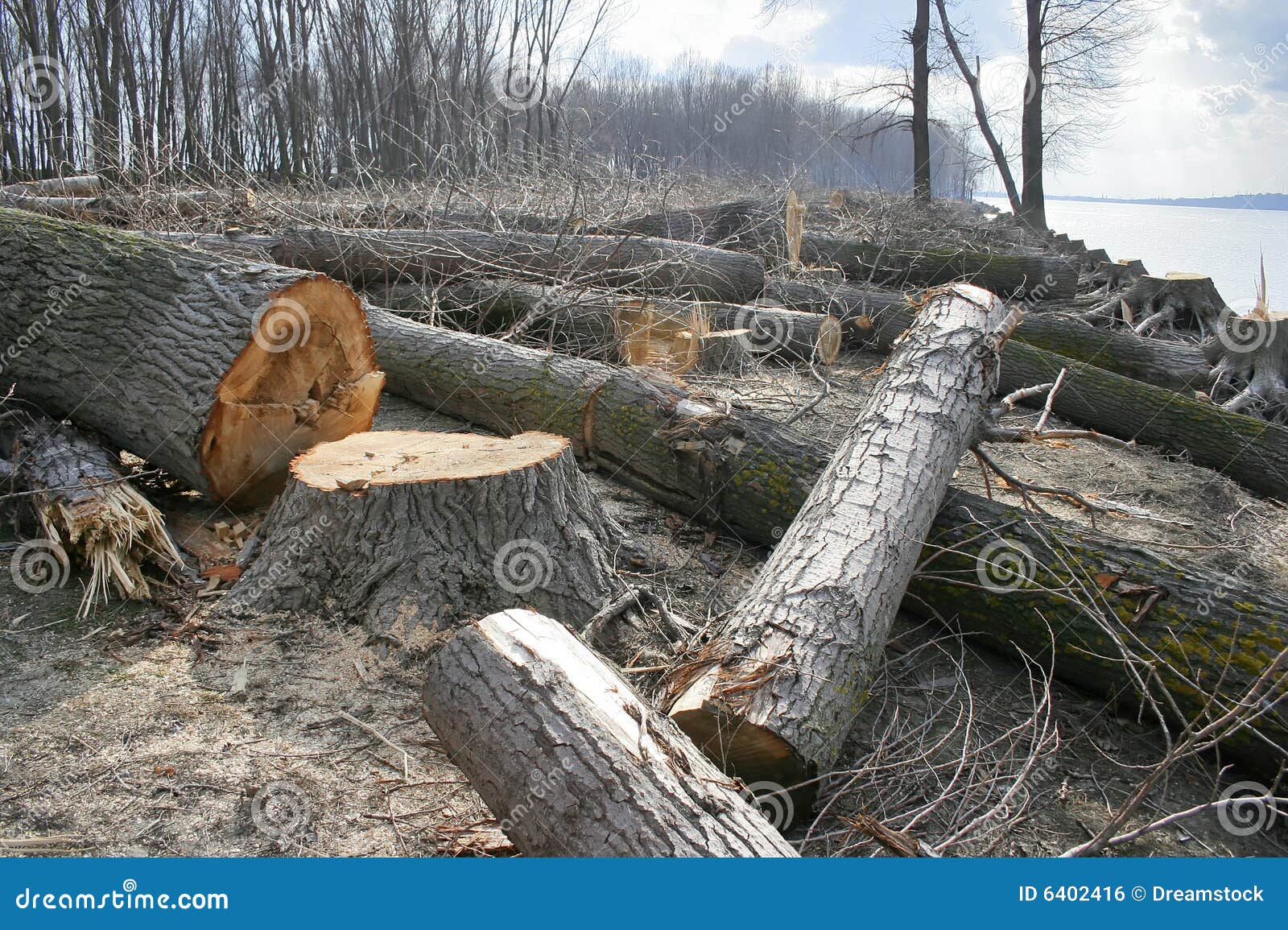 Chopped forest stock photo. Image of combustible, background - 6402416