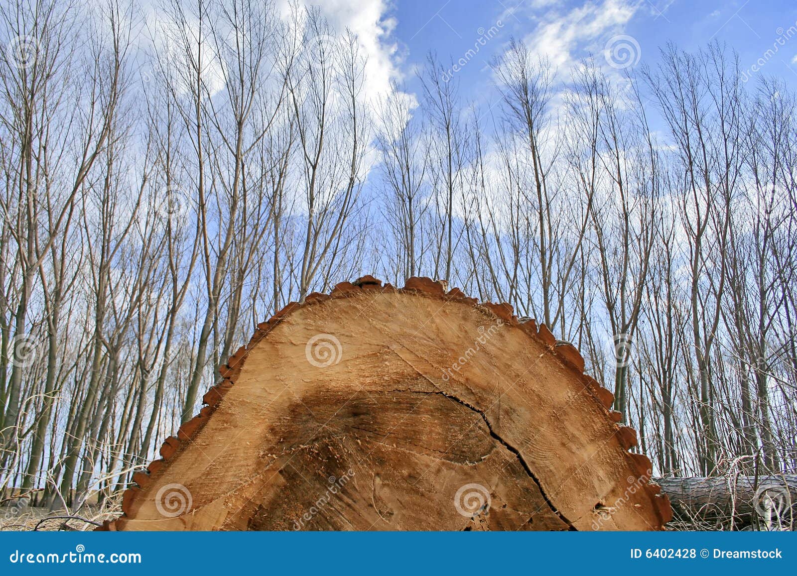 Chopped forest stock photo. Image of surface, aged, round - 6402428