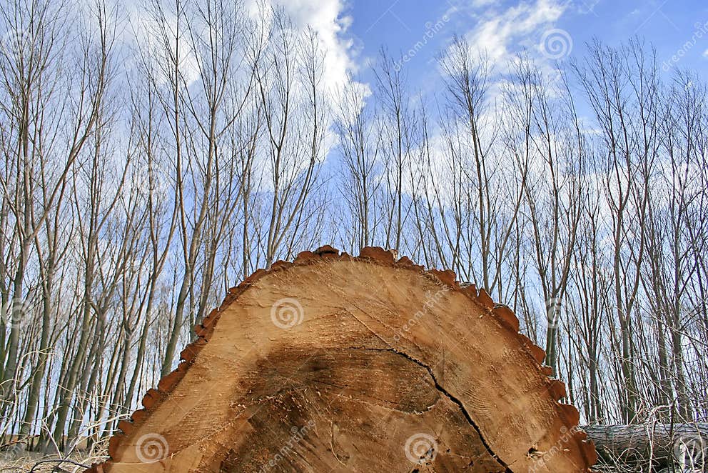 Chopped forest stock photo. Image of surface, aged, round - 6402428