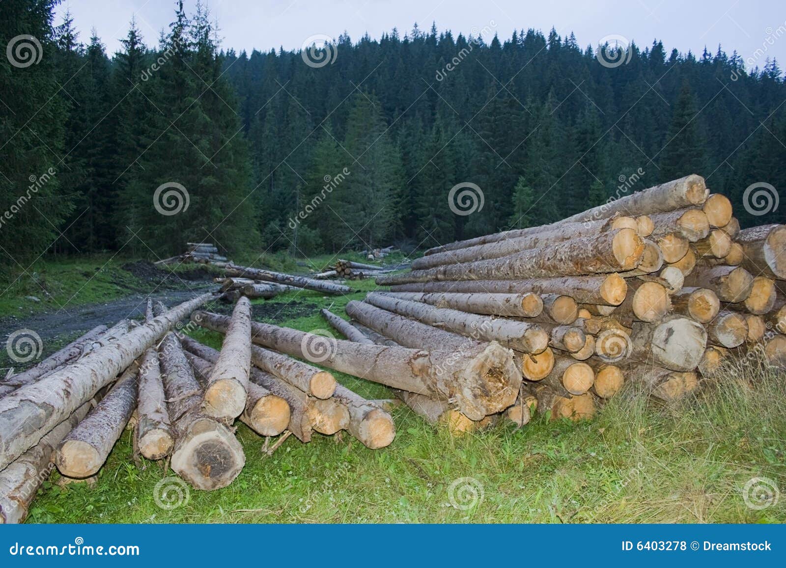Chopped forest stock photo. Image of horizontal, lumber - 6403278