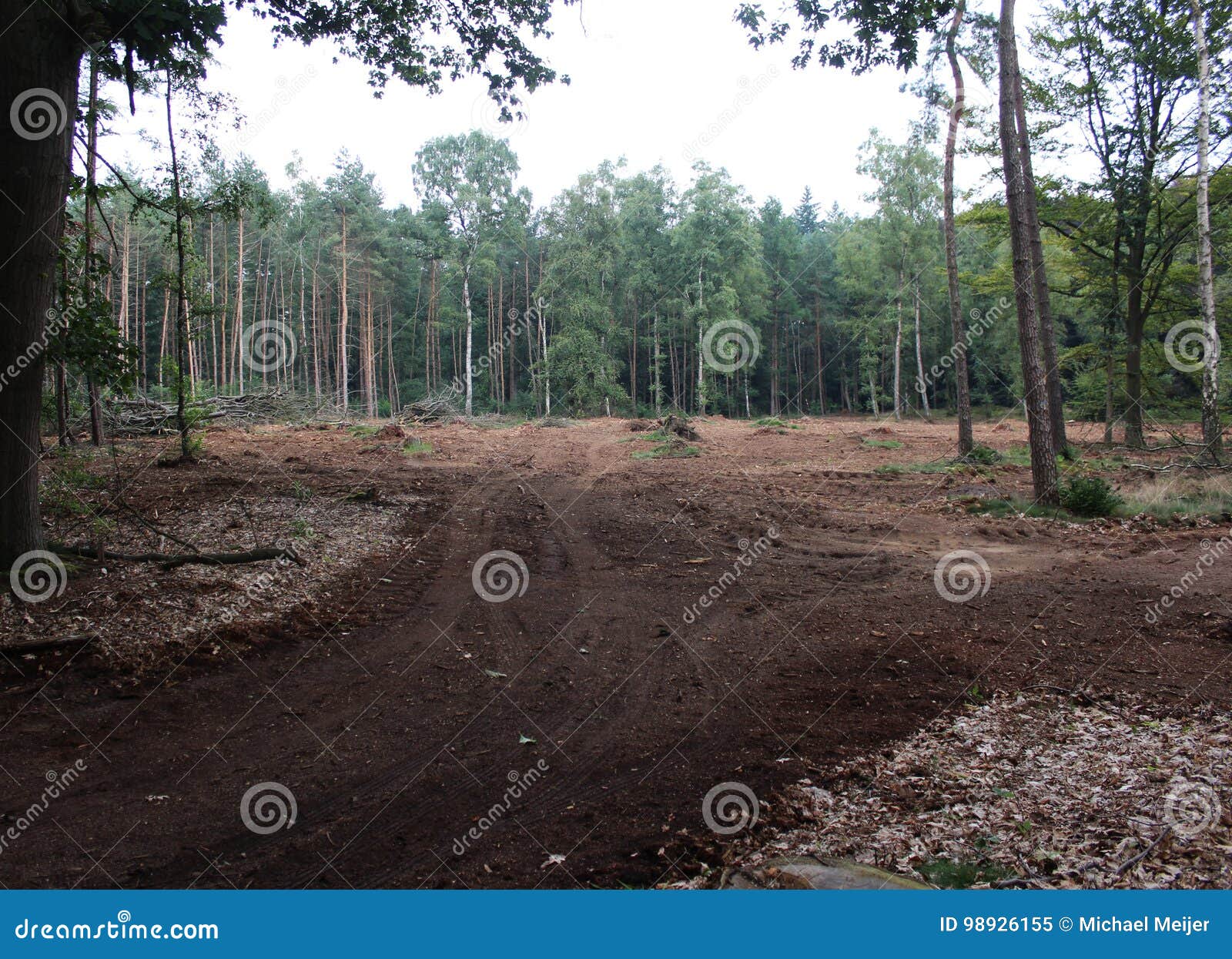 Chopped forest stock image. Image of energy, outdoor - 98926155