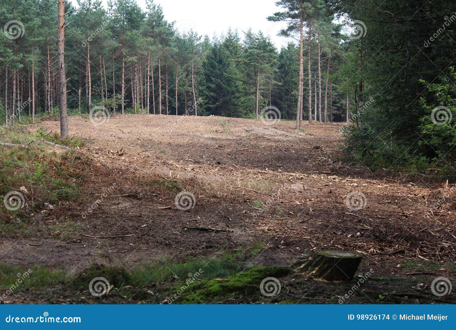 Chopped forest stock photo. Image of logging, forest - 98926174