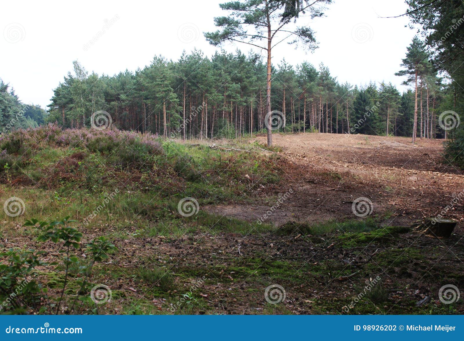 Chopped forest stock photo. Image of destruction, damage - 98926202
