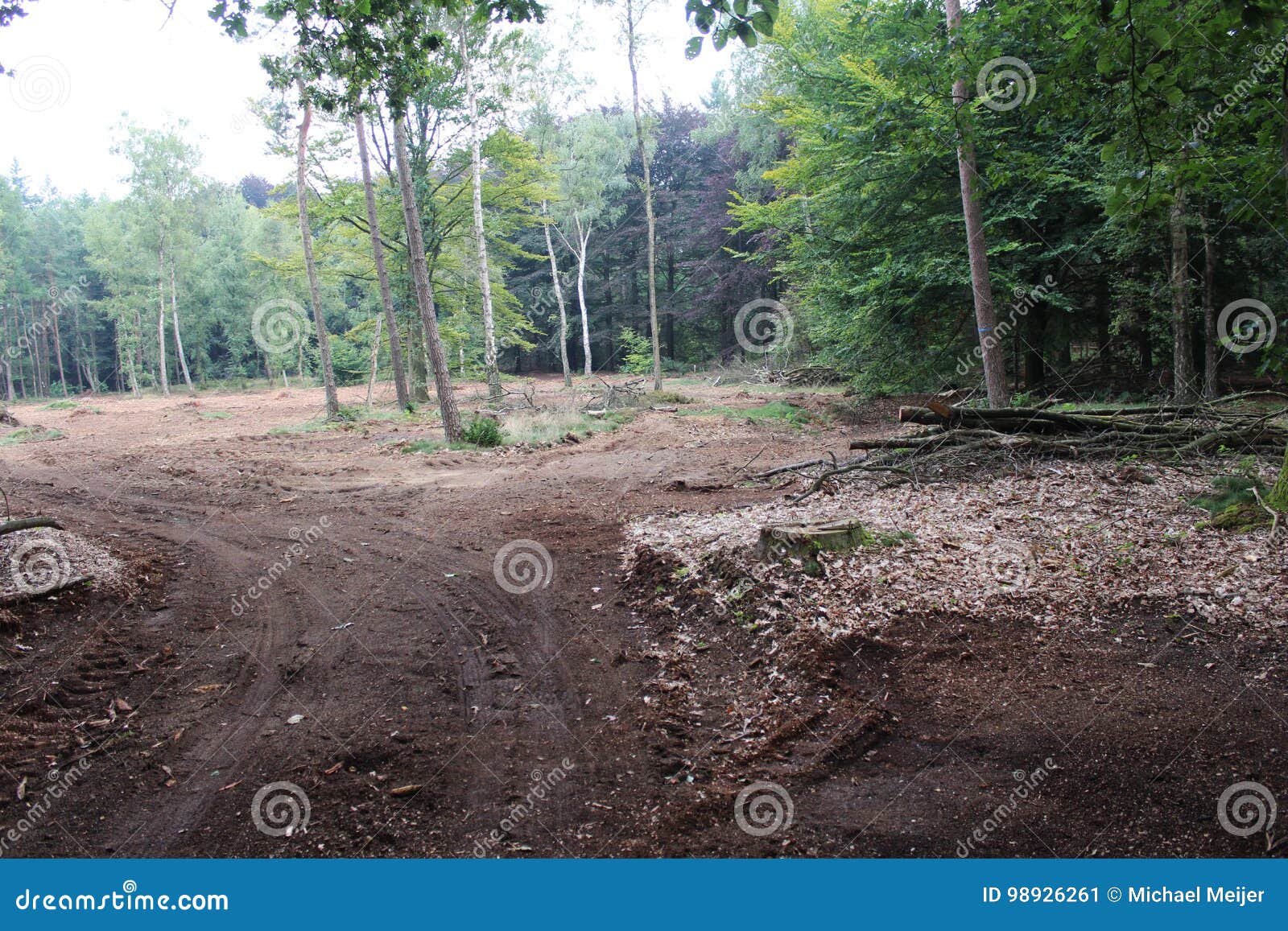 Chopped forest stock image. Image of natural, forest - 98926261