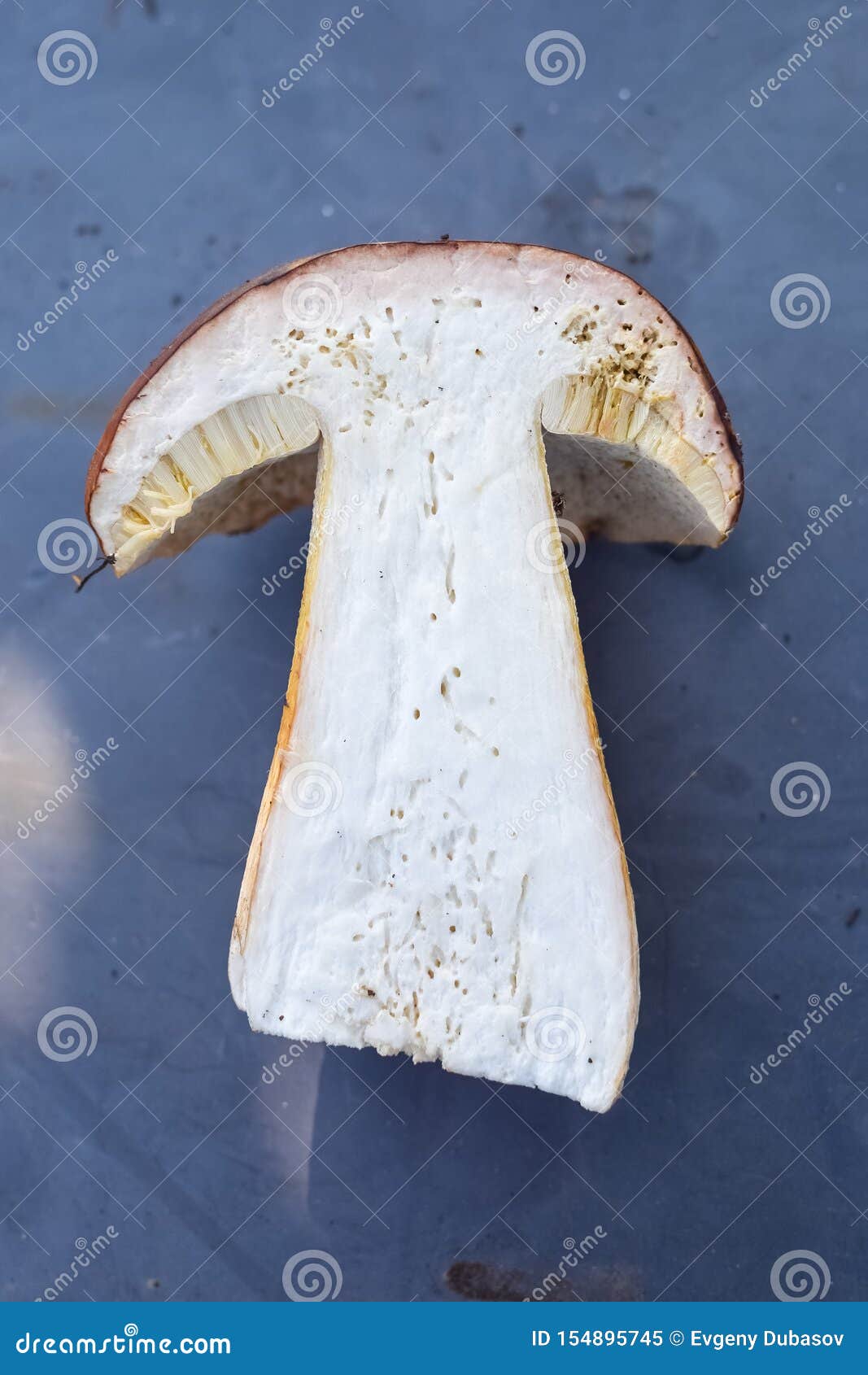 Mushroom With Worms Stock Photo | CartoonDealer.com #61020624