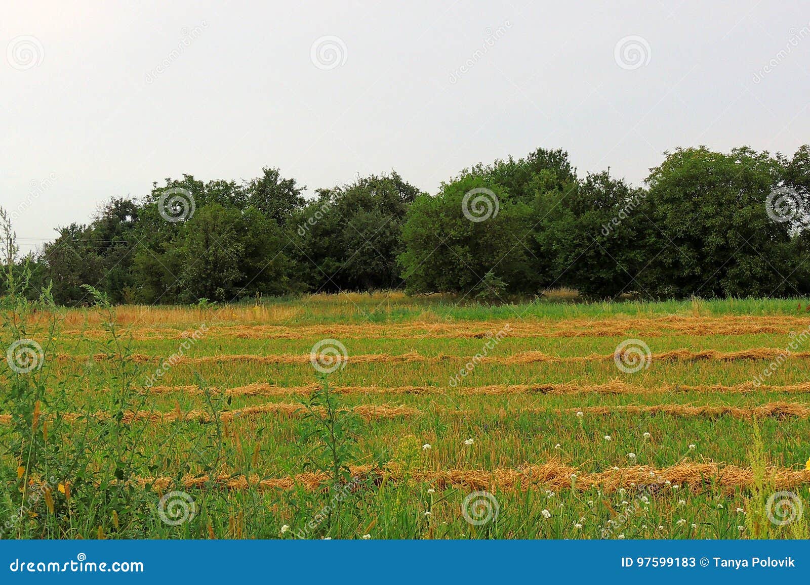Chopped hay in the field stock image. Image of gold, land - 97599183