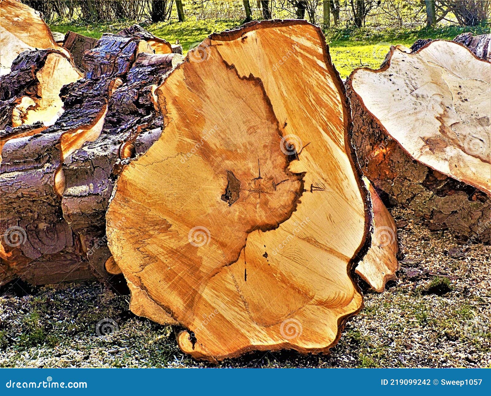 Chopped Log from Large Tree in Crookham, Northumberland, UK Stock Photo ...