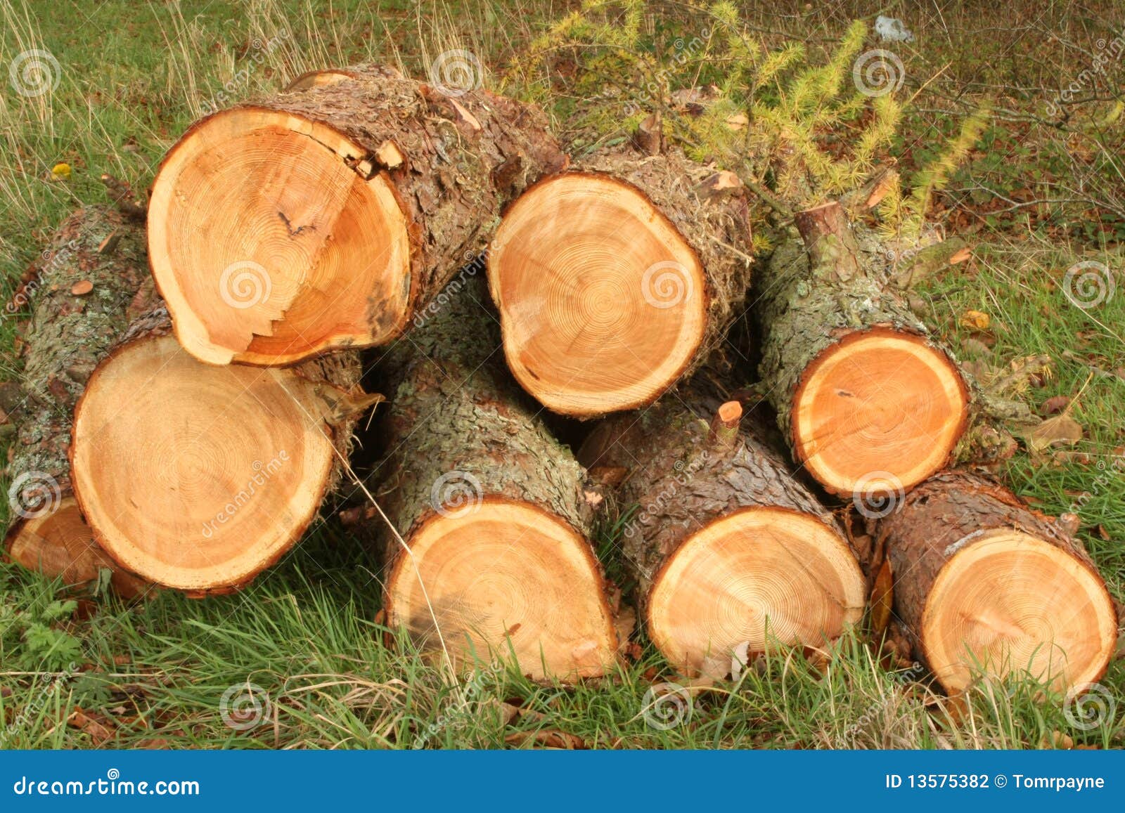 Chopped Logs stock photo. Image of wood, grass, firewood - 13575382