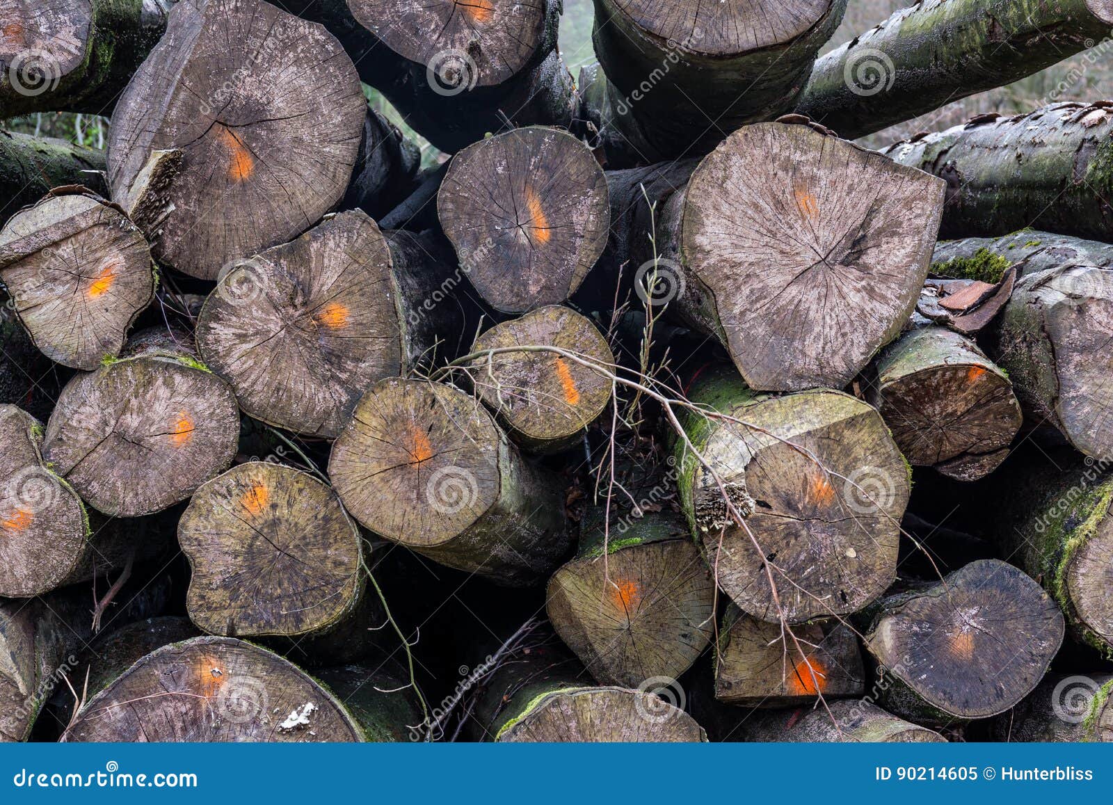 Chopped Logs Marked Industry Transportation Forest Deforestation Stock ...