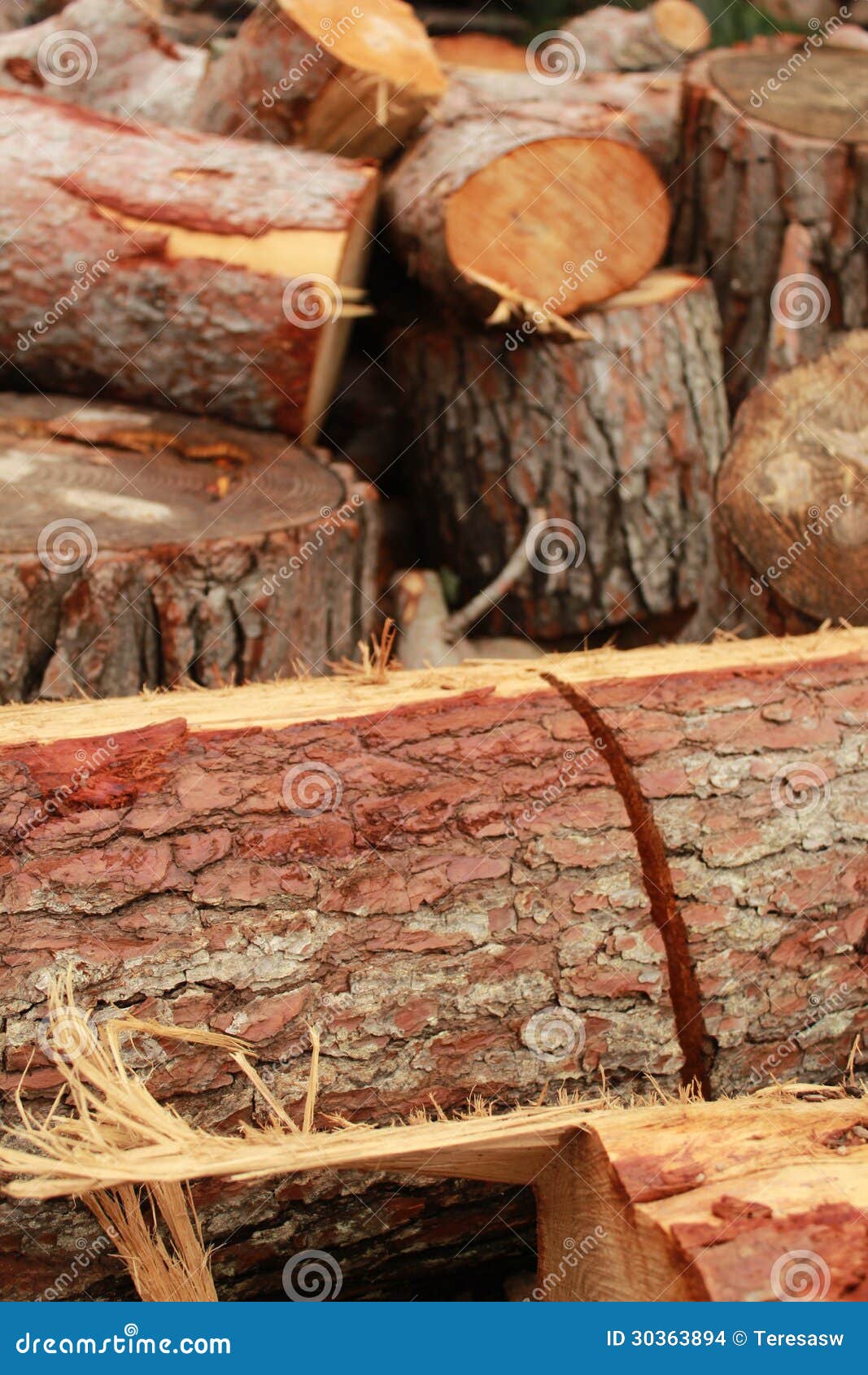 Chopped logs stock photo. Image of timber, rings, forestry - 30363894