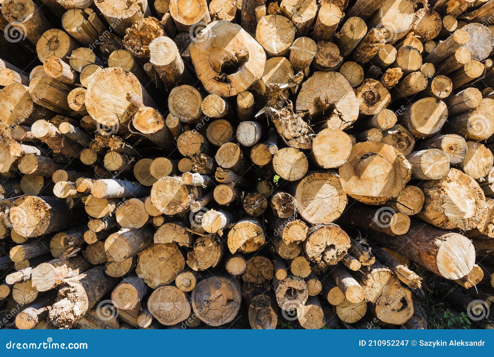 Chopped Logs are Piled in Bulk in the Forest To Form a Decorative ...