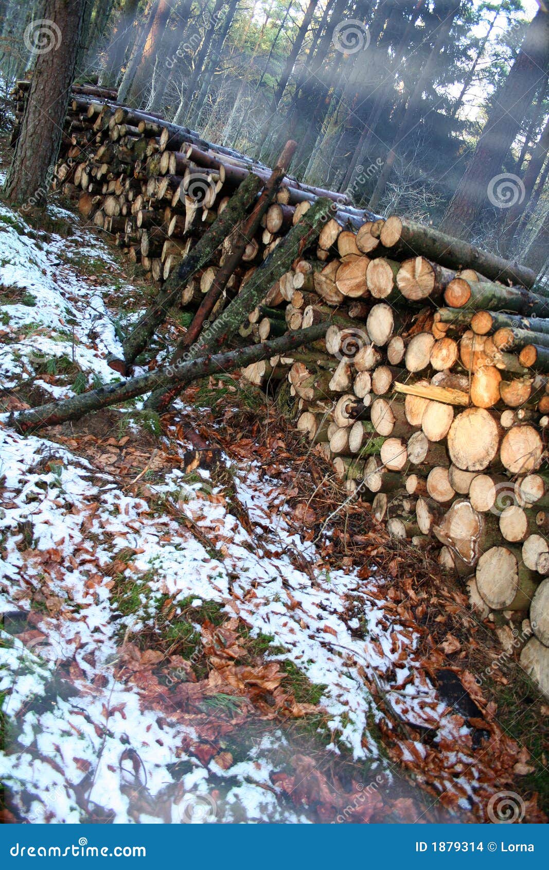 Chopped Logs in Wintry Forest Stock Photo - Image of receding, scenery ...