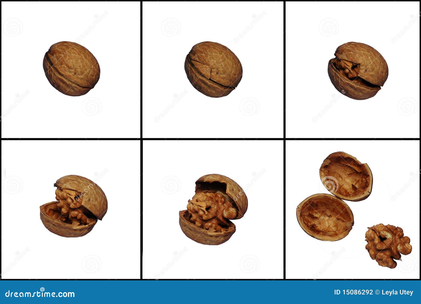 Chopped nuts stock photo. Image of group, nutshell, next - 15086292