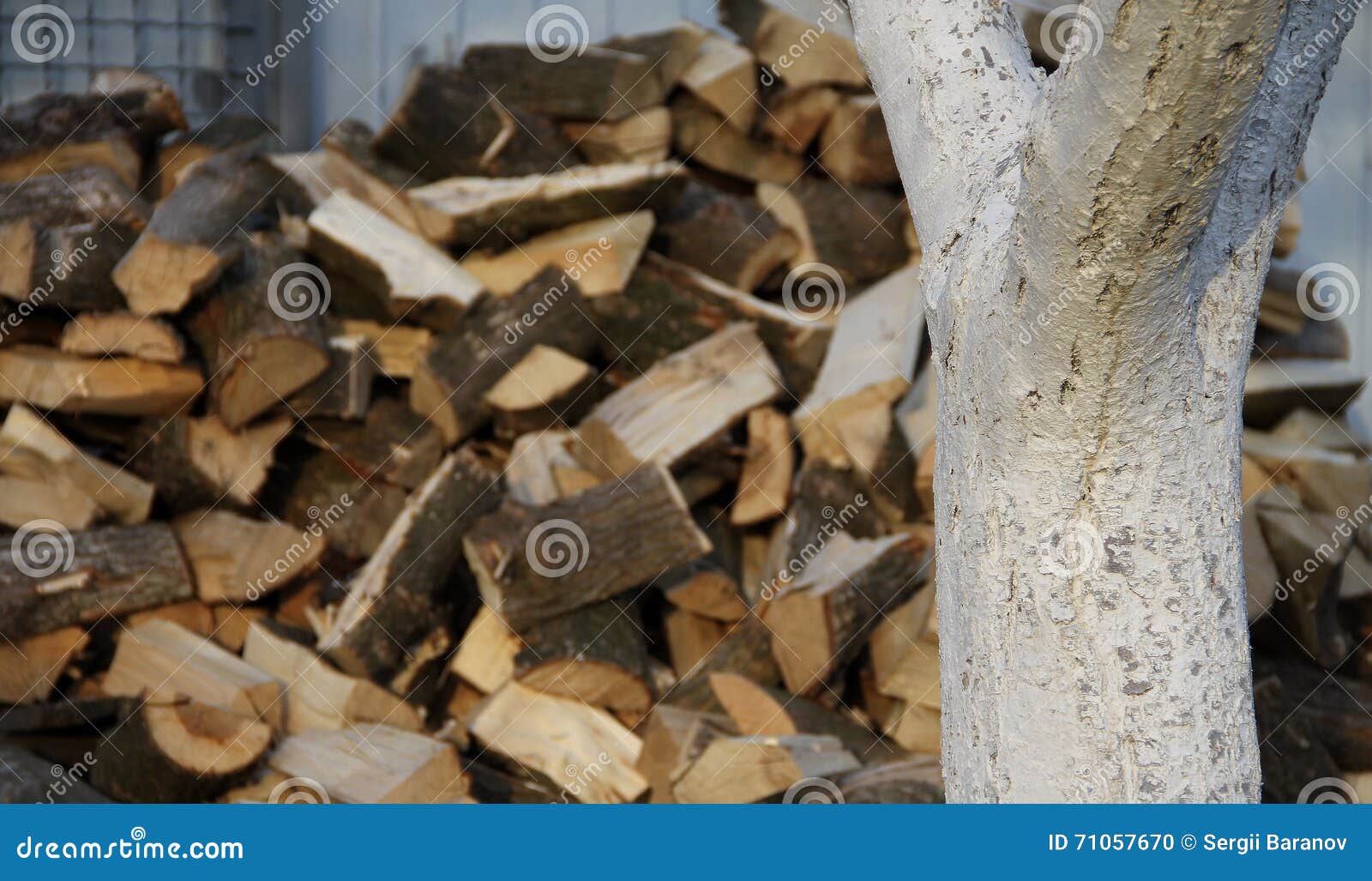 Chopped Oak Firewood Under Tree at the Orchard Stock Photo - Image of ...