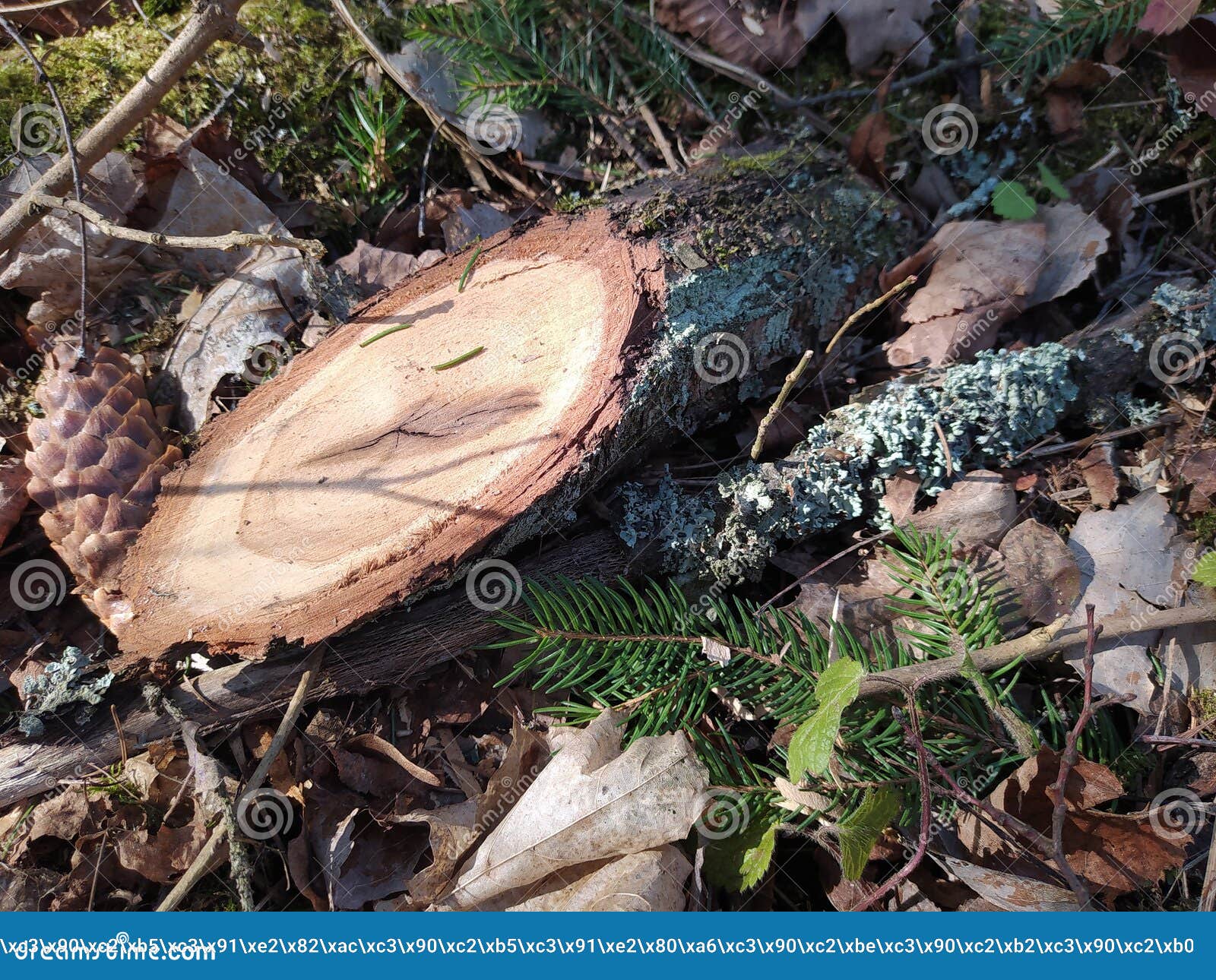 Chopped off piece of tree stock photo. Image of nature - 176911422