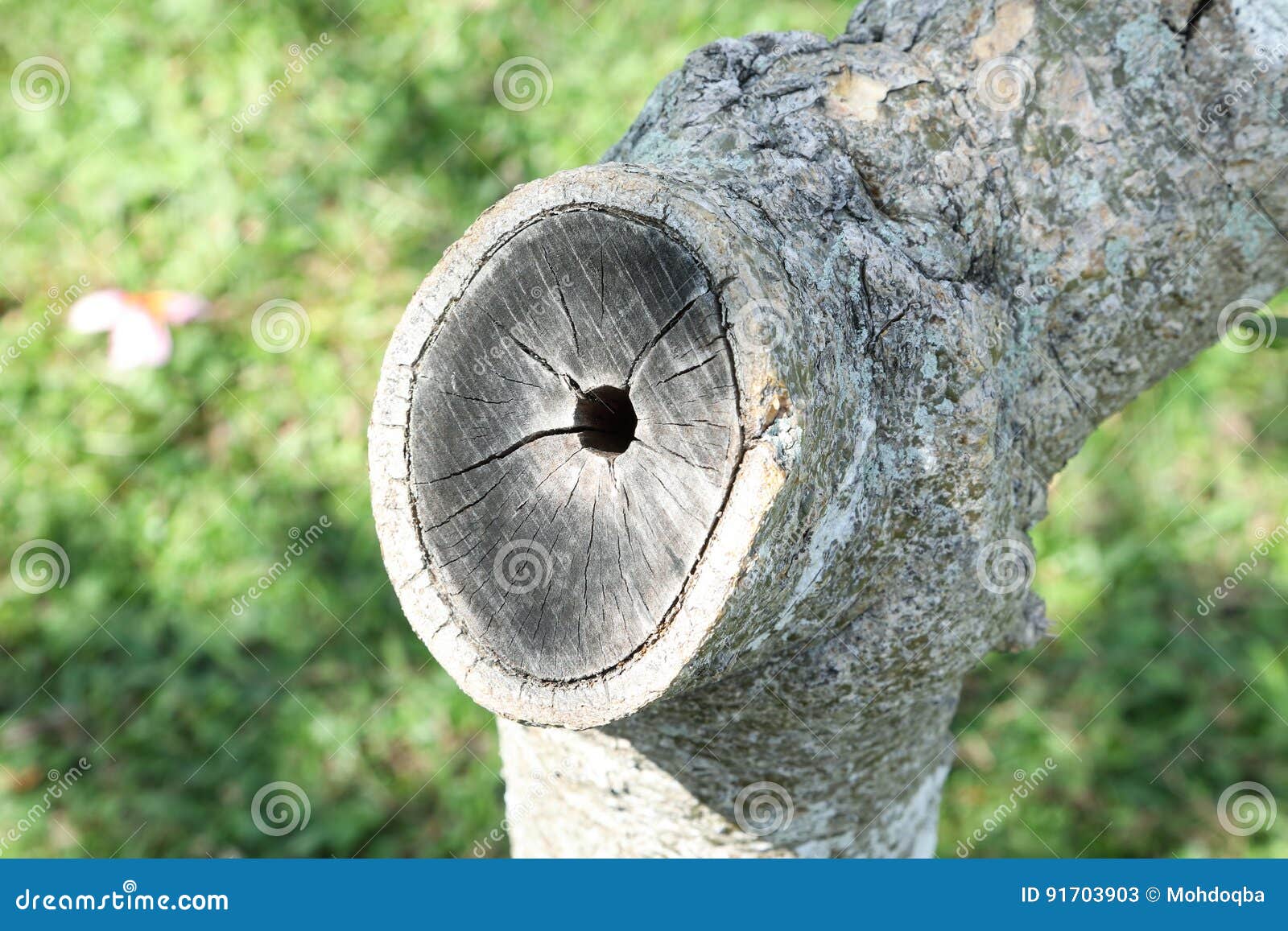 Chopped off tree trunk stock image. Image of brown, lumber - 91703903
