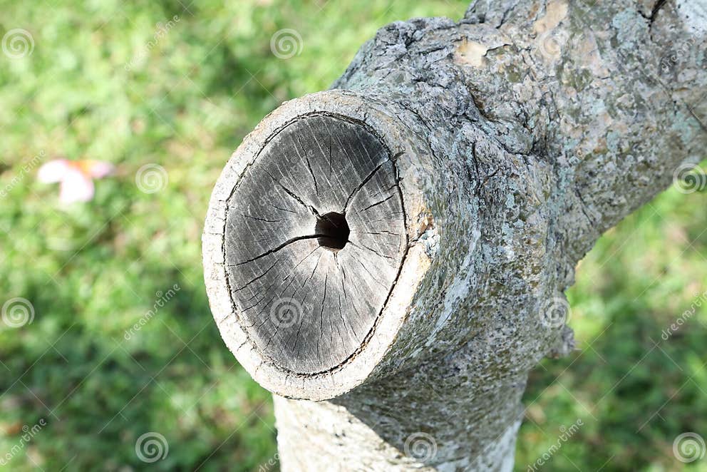 Chopped off tree trunk stock image. Image of brown, lumber - 91703903