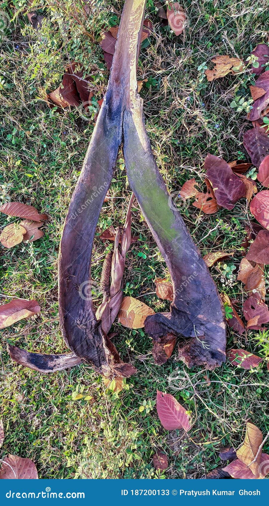 A Chopped Palm Tree Branch on Ground Stock Image - Image of tree ...