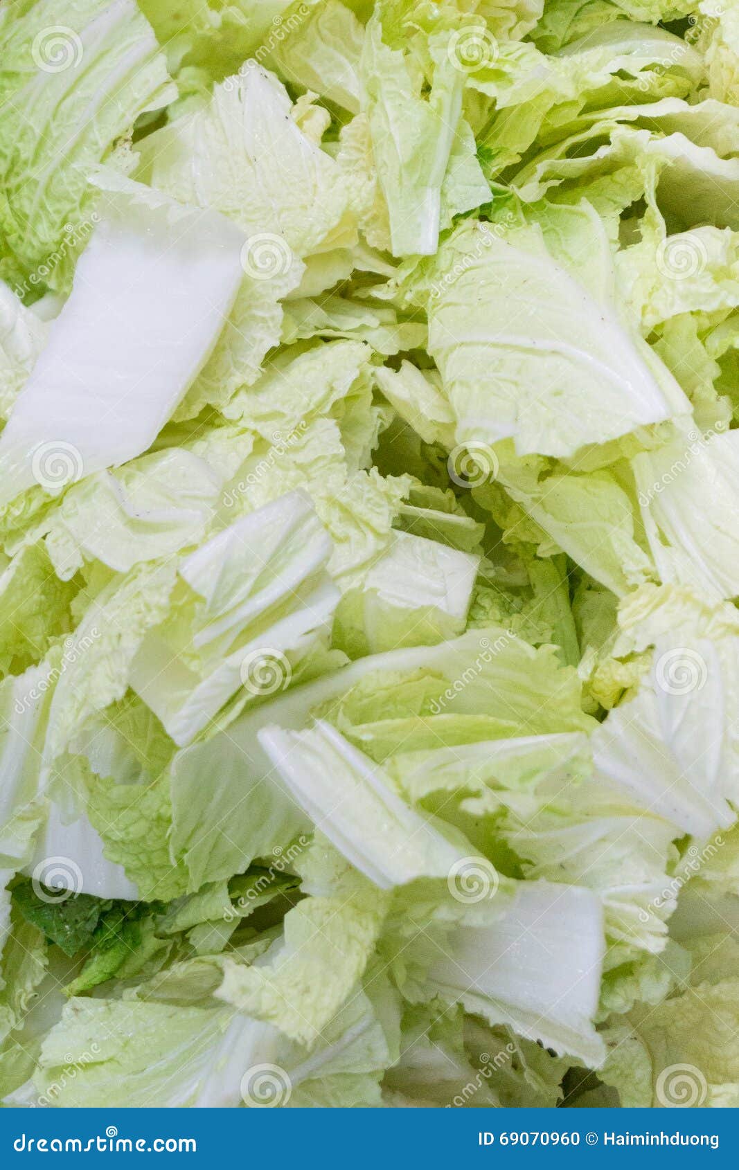 Chopped peking cabbage stock photo. Image of leaf, butterhead - 69070960