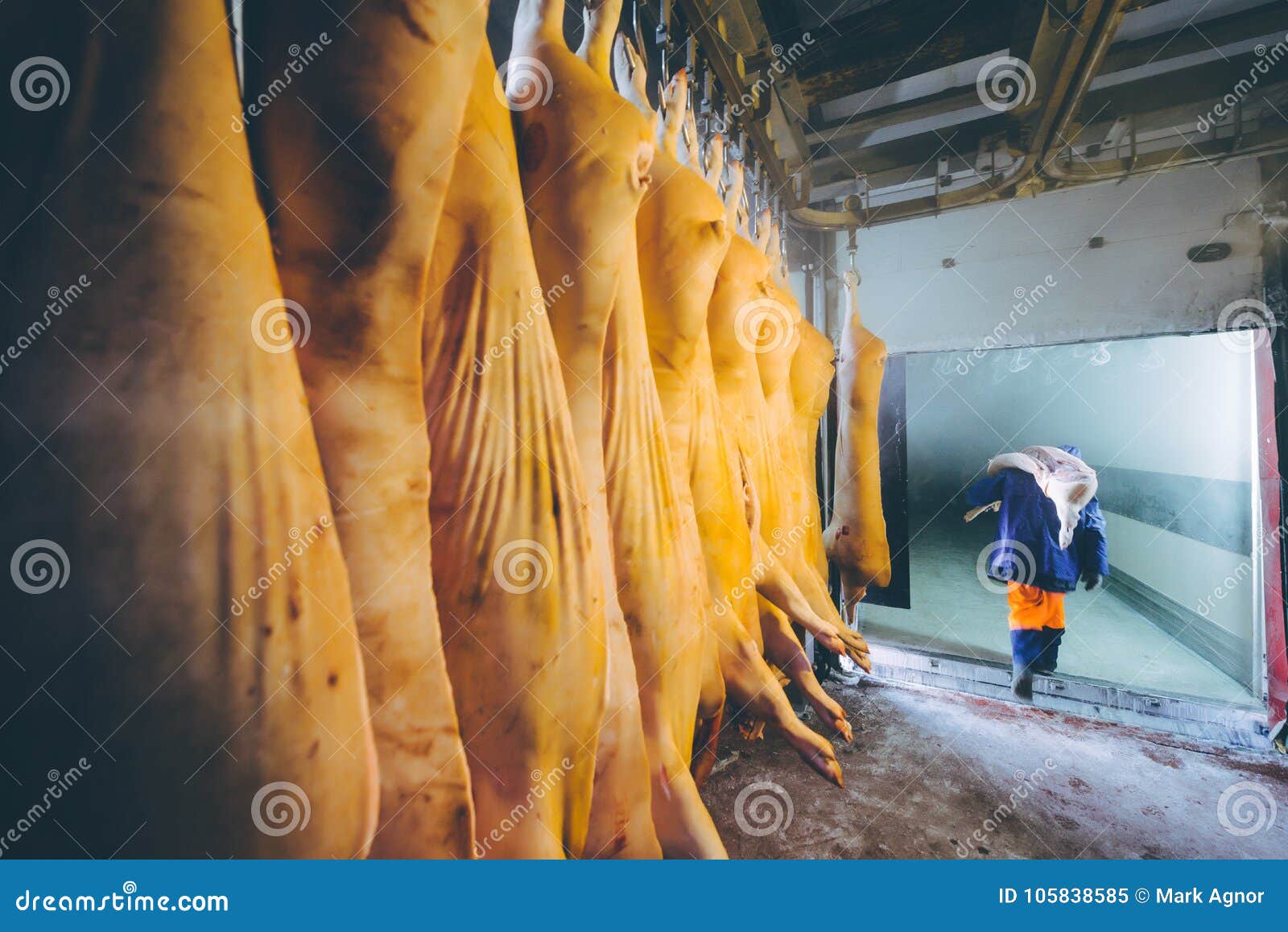 Chopped pig at a factory stock image. Image of indoors - 105838585