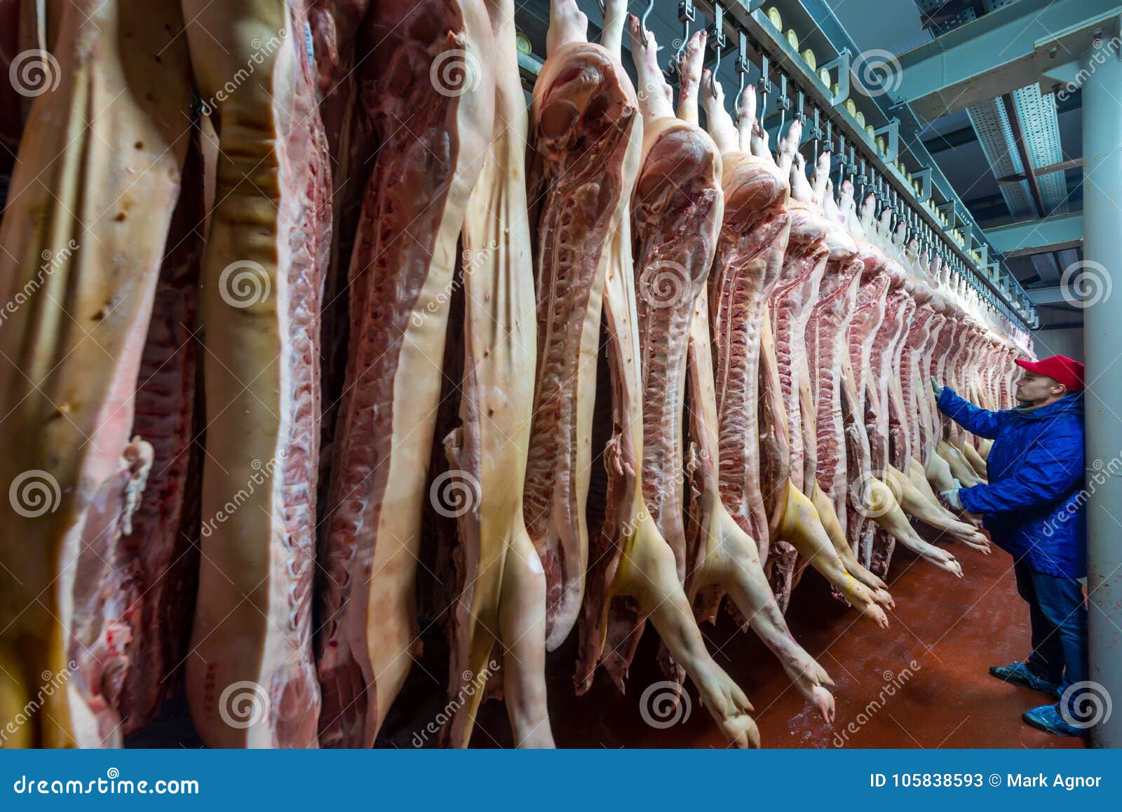 Chopped pig at a factory stock image. Image of food - 105838593