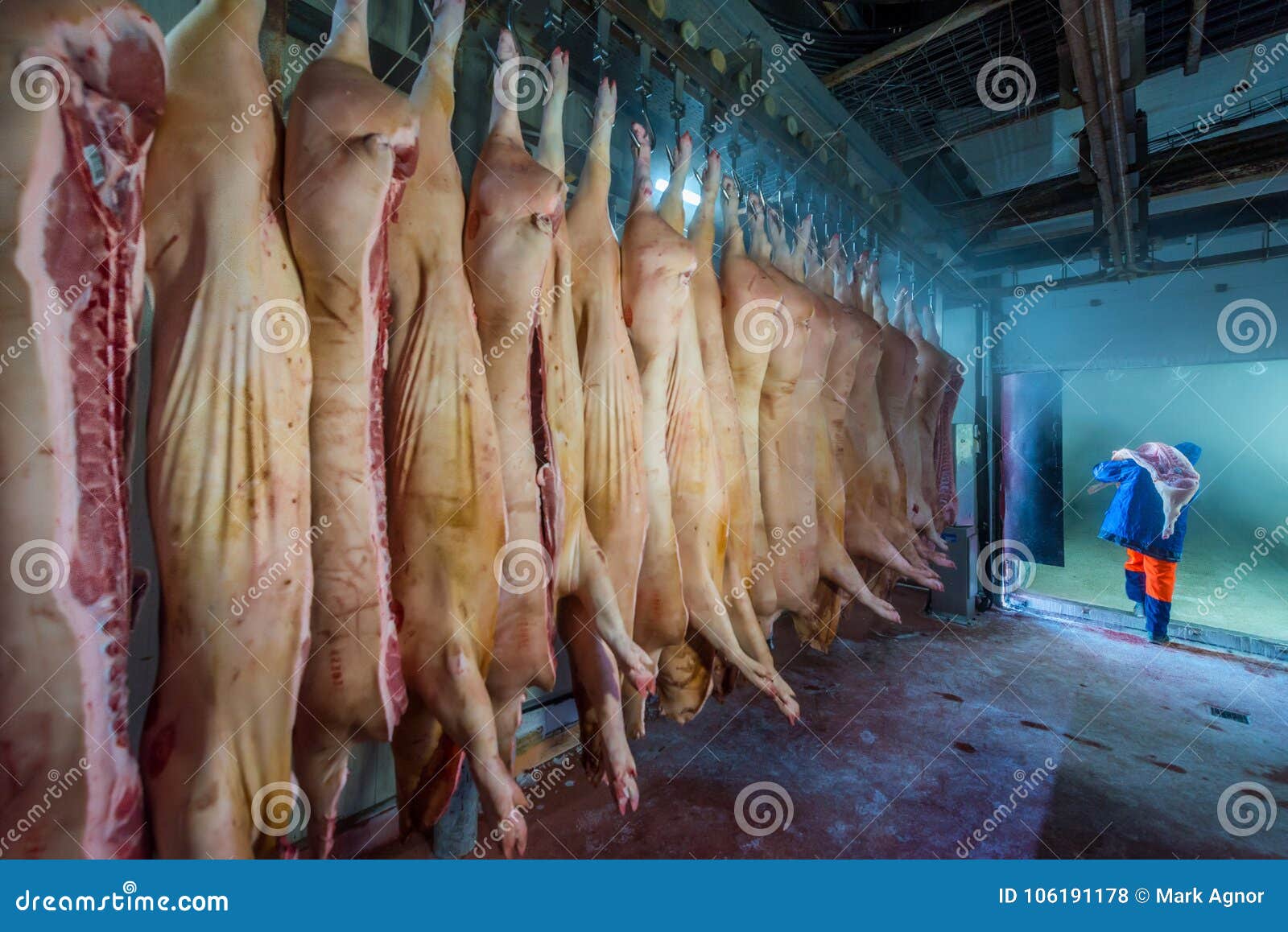 Chopped pig at a factory stock photo. Image of bone - 106191178