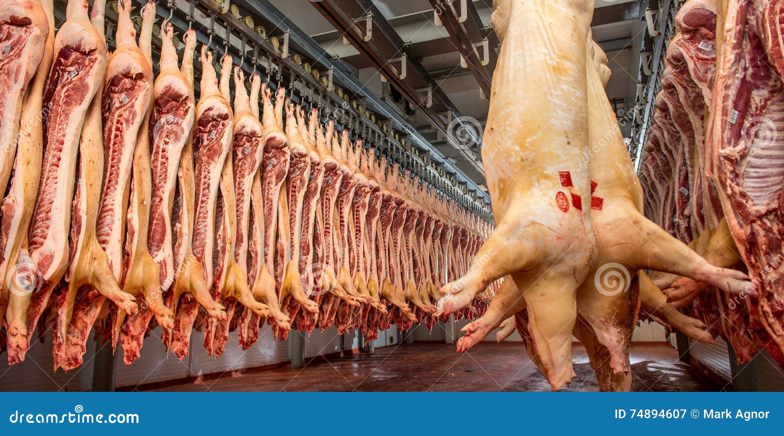 Chopped pig at a factory stock image. Image of food, line - 74894607