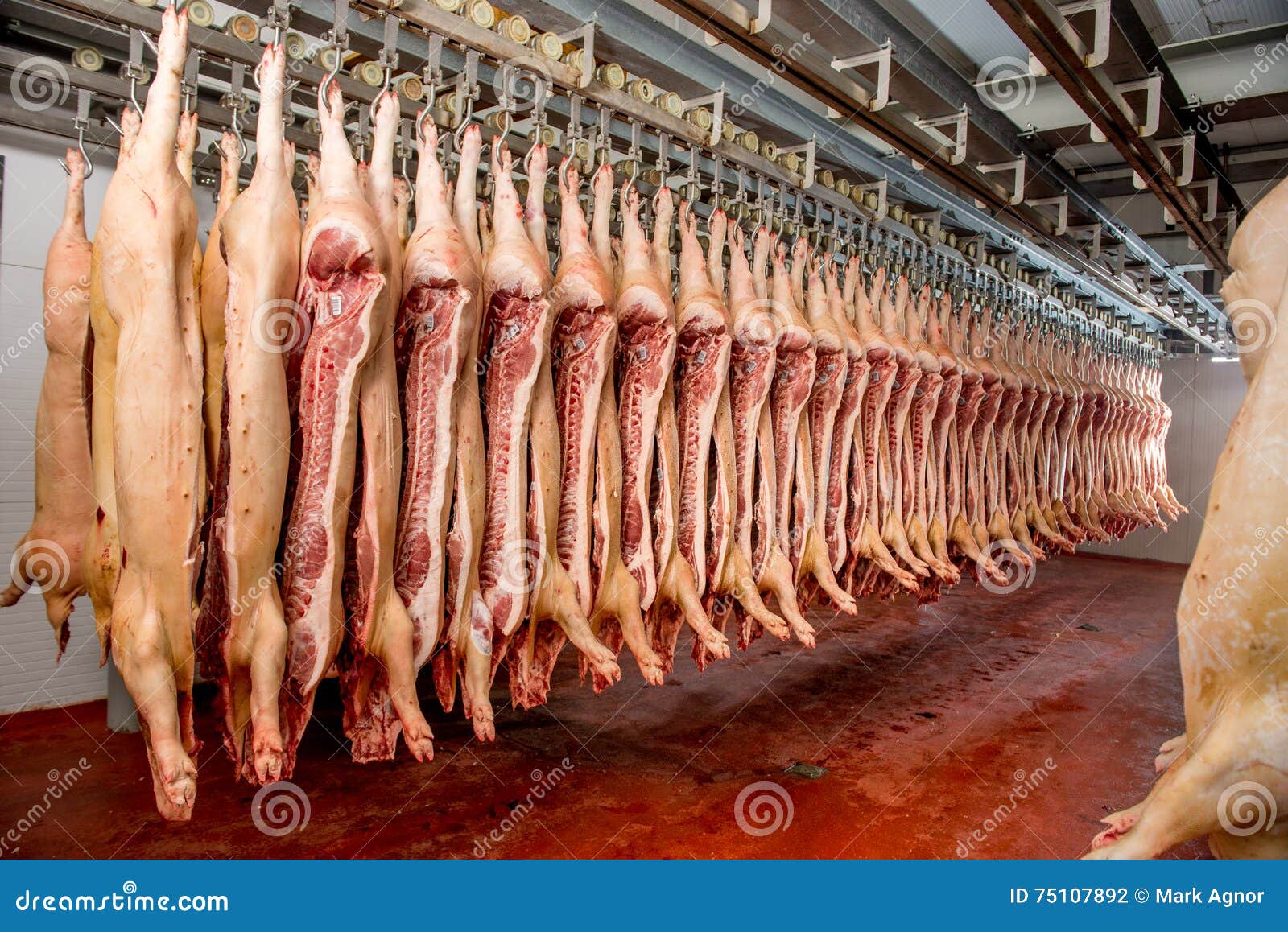 Chopped pig at a factory stock photo. Image of chop, complex - 75107892