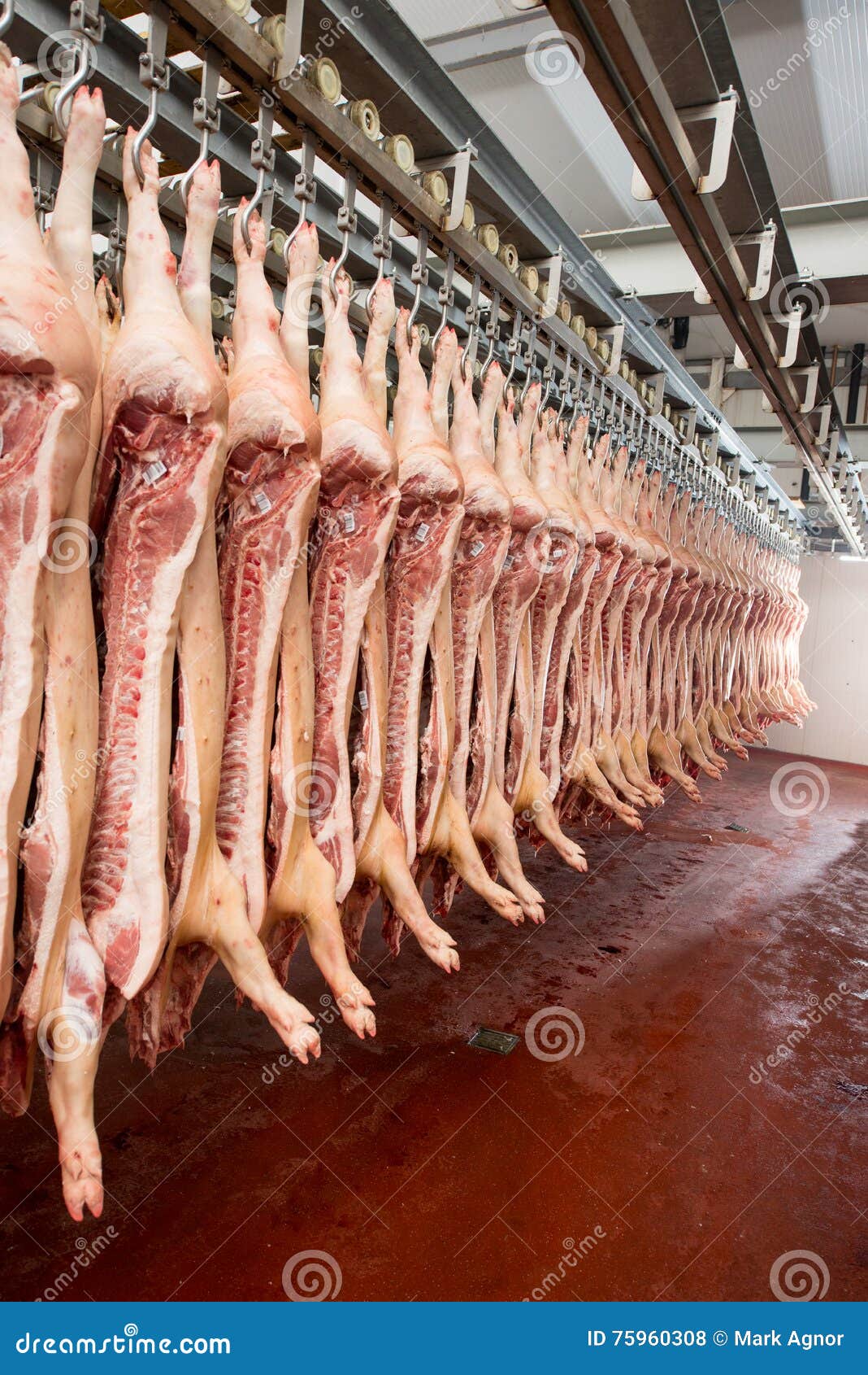 Chopped pig at a factory stock photo. Image of complex - 75960308