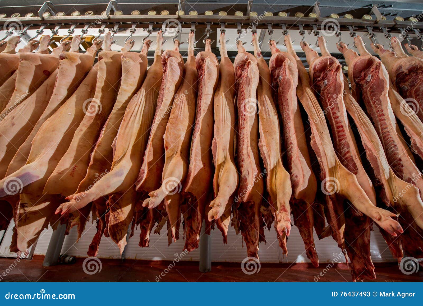 Chopped pig at a factory stock image. Image of indoors - 76437493