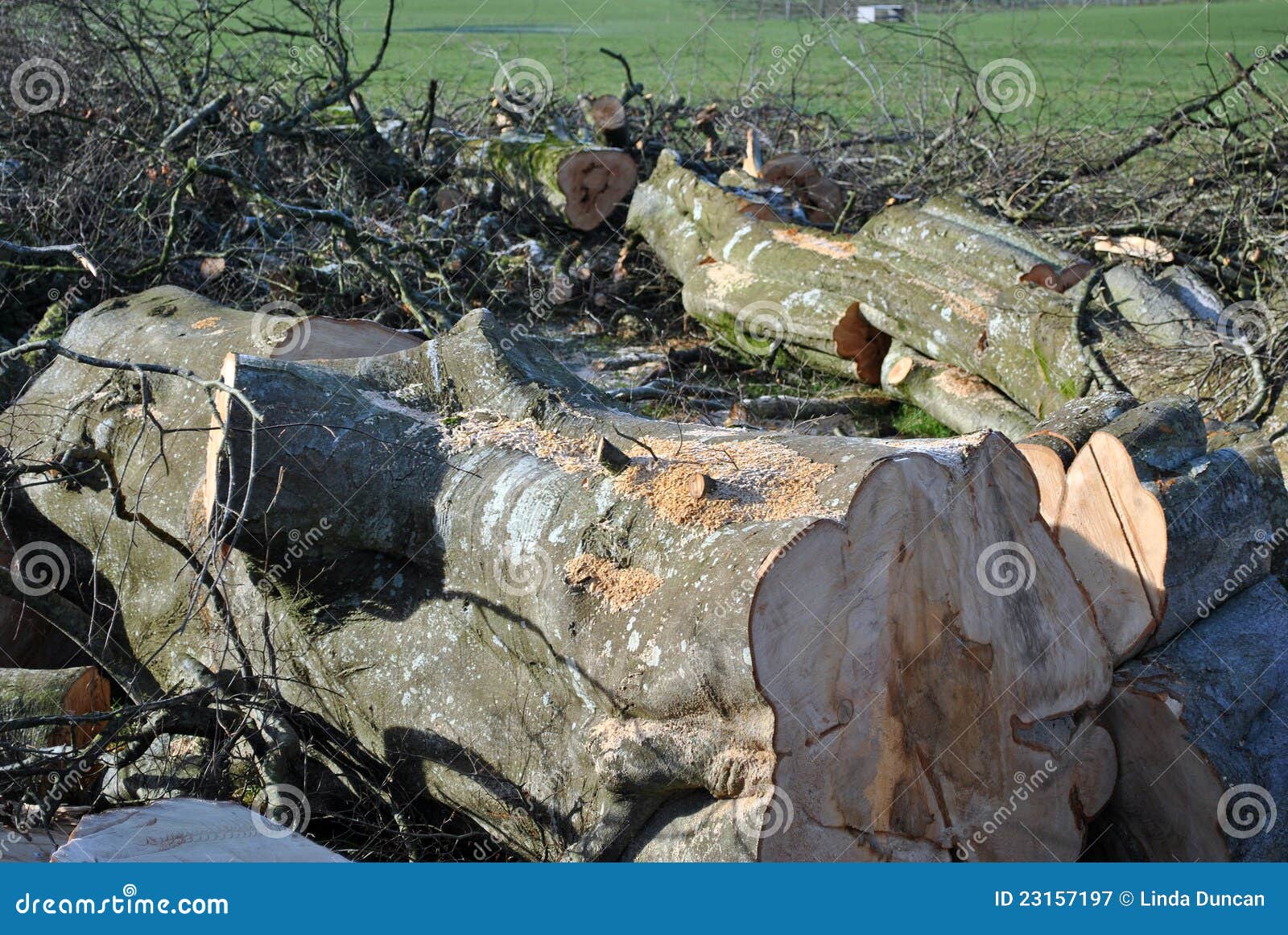 Chopped Timber Stacked As Habitat Piles Royalty-Free Stock Photography ...