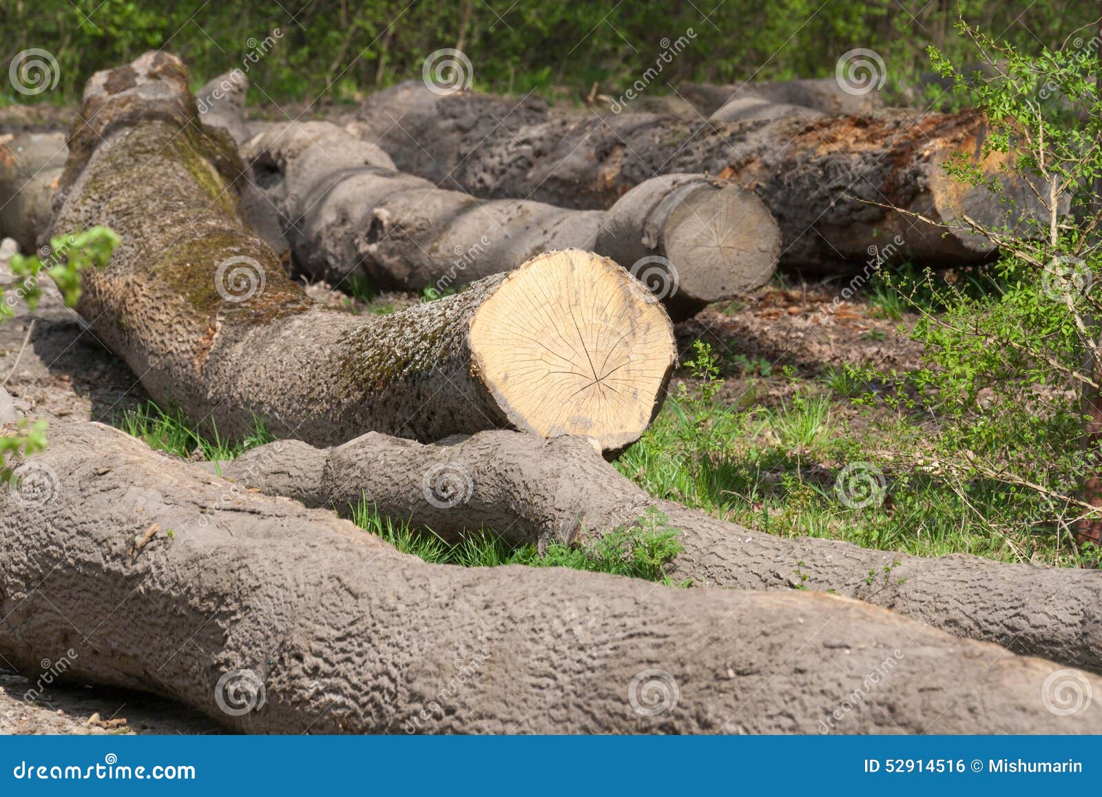 Chopped Timber Stacked As Habitat Piles Royalty-Free Stock Photography ...