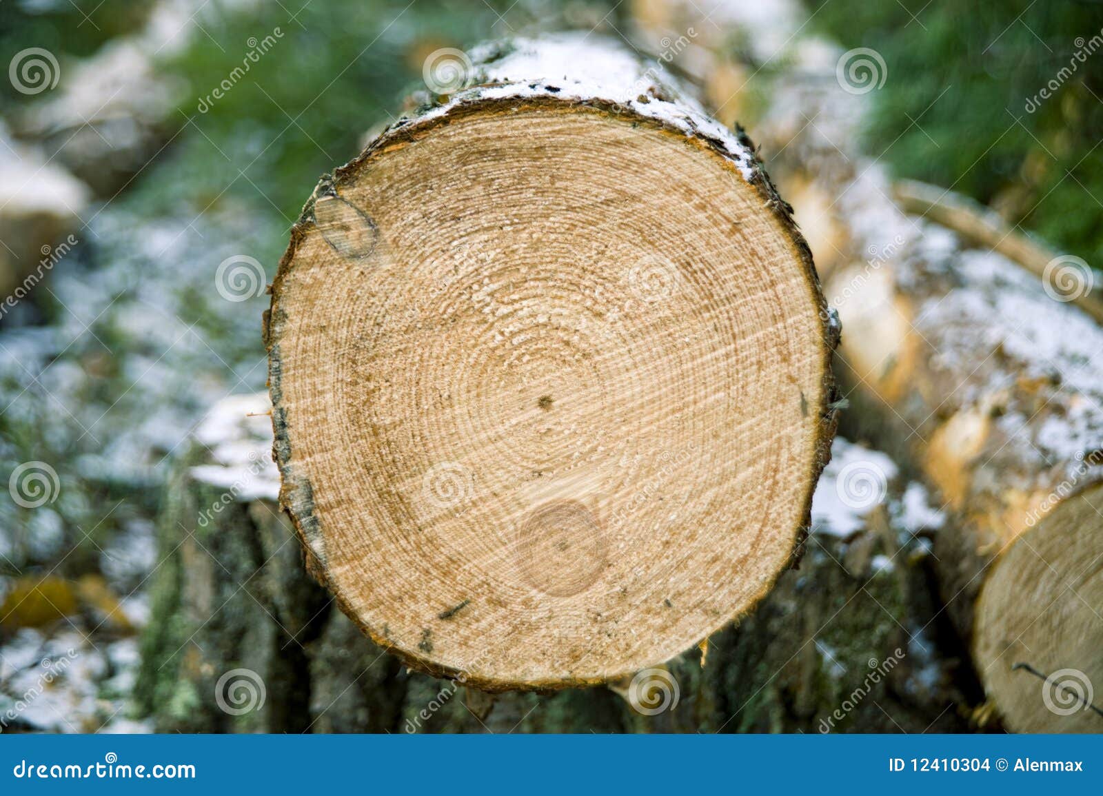 Chopped tree stock photo. Image of wooden, circle, structure - 12410304