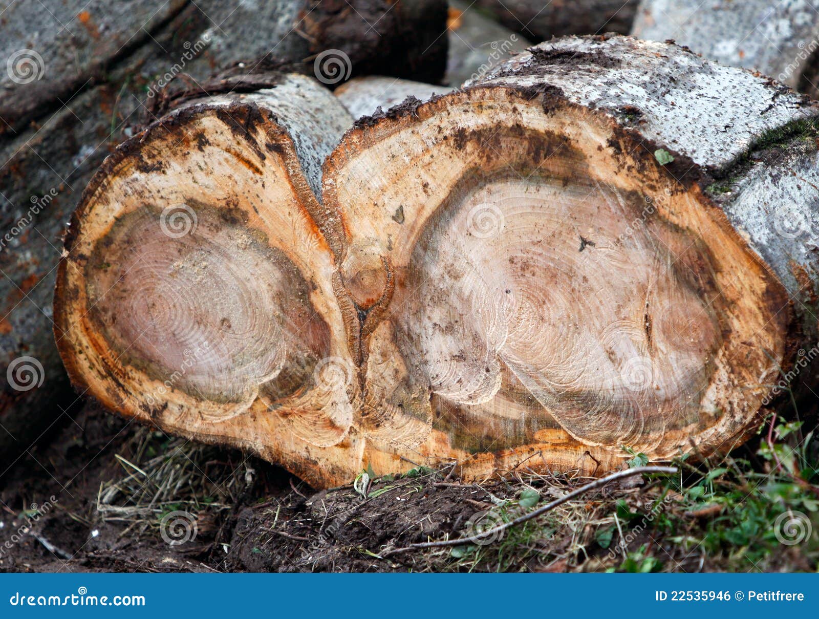 Chopped tree stock photo. Image of rings, natural, timber - 22535946