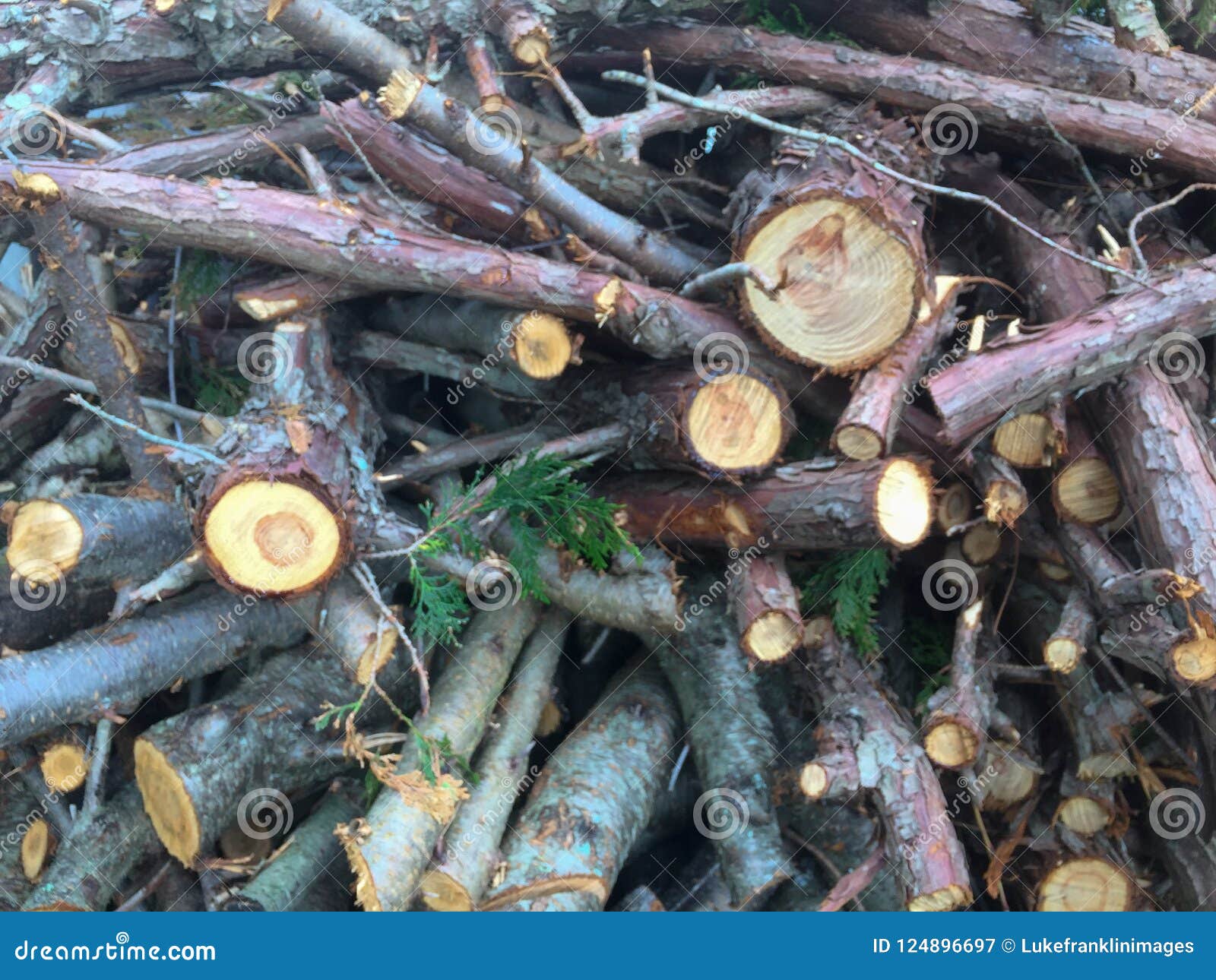 Chopped tree branches stock image. Image of nature, shape - 124896697