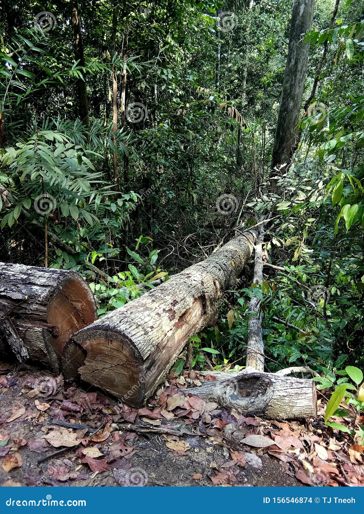 Chopped Tree stock photo. Image of tree, jungle, environment - 156546874