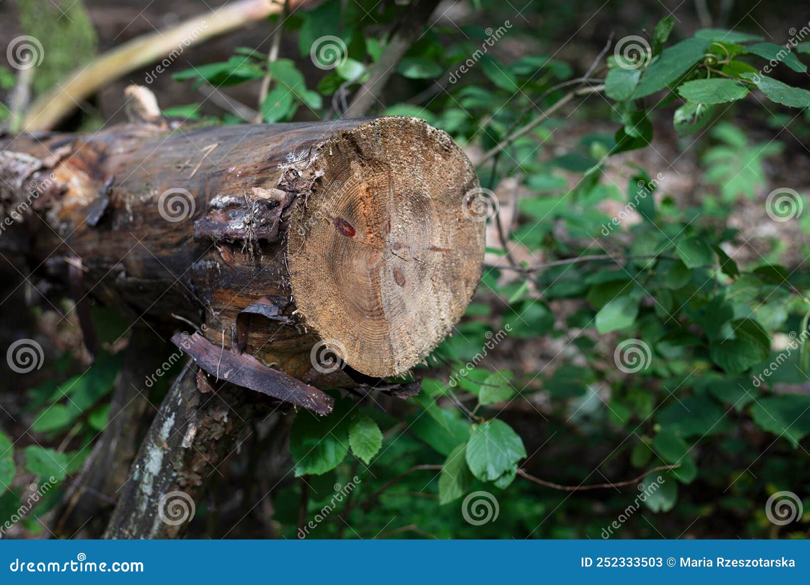 Chopped tree in forest stock image. Image of garden - 252333503