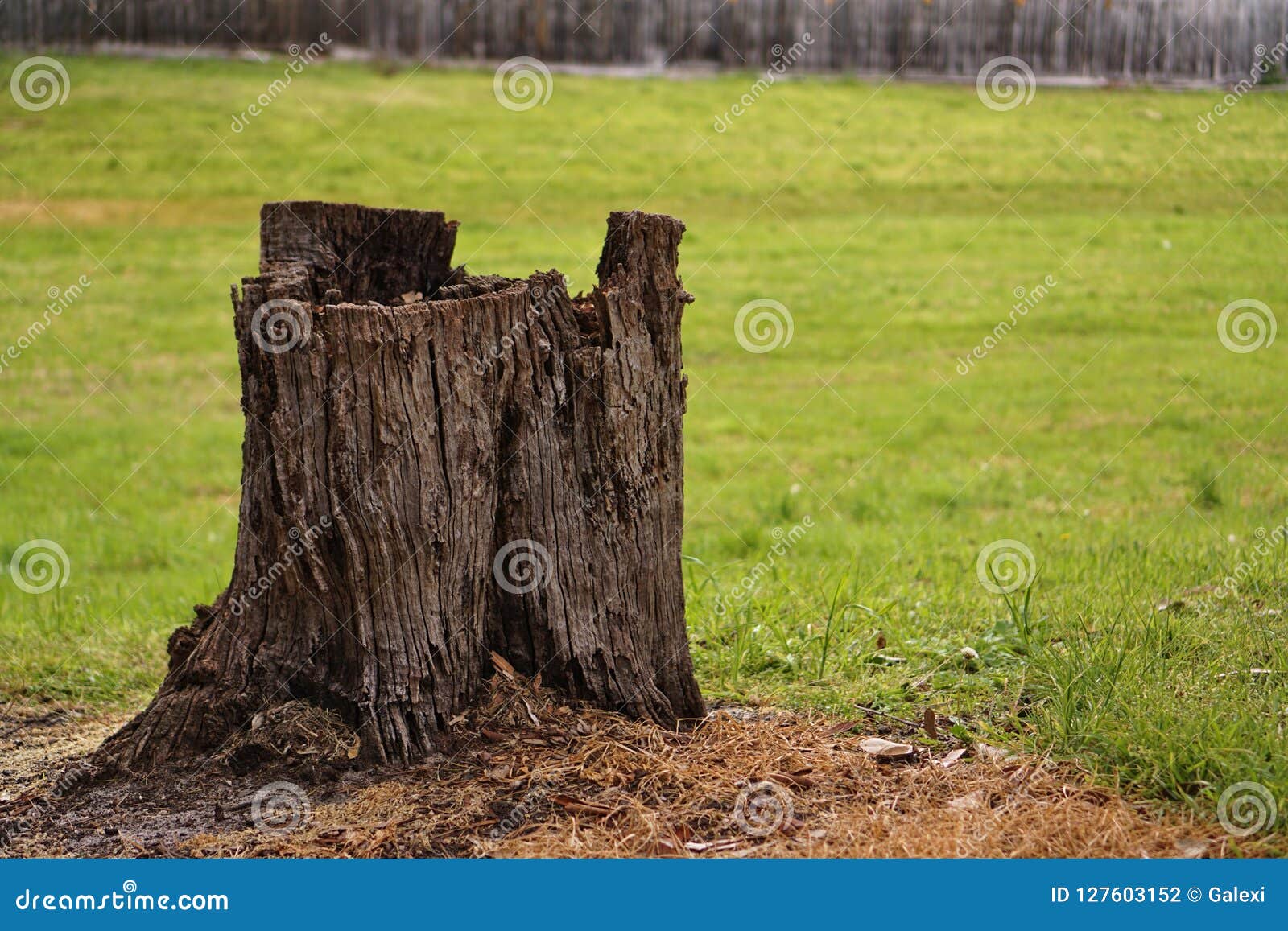 Chopped Tree in Green Grass Field Stock Photo - Image of concept ...