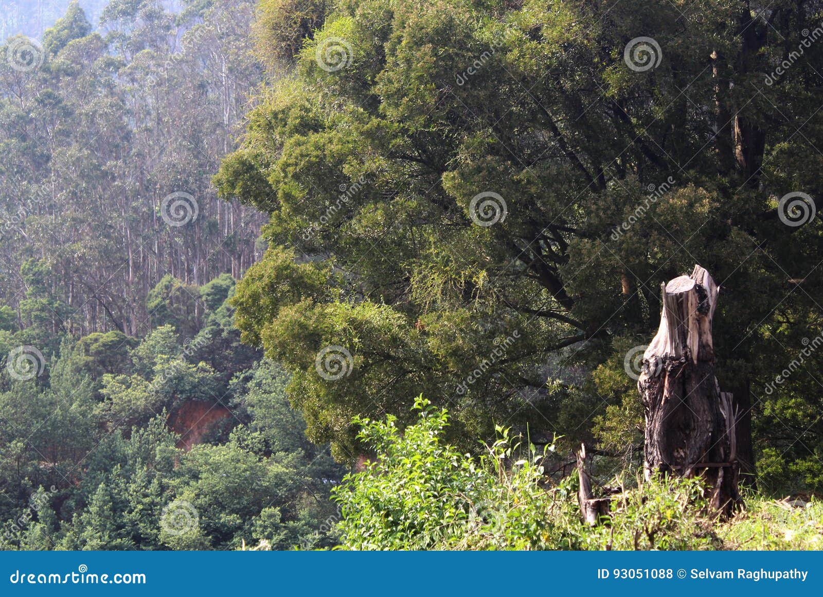 Chopped Tree with Hill Trees Stock Photo - Image of india, natural ...